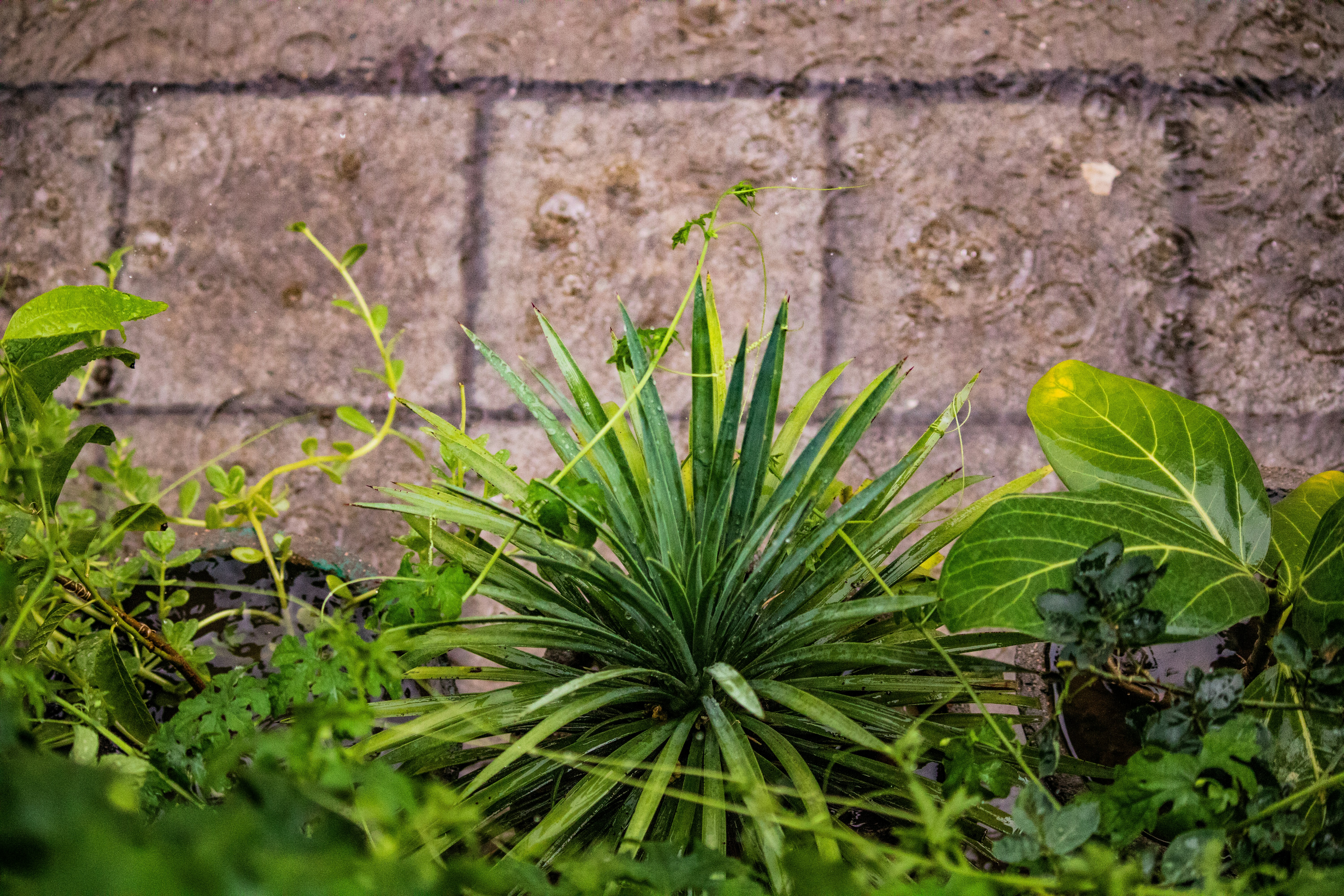 Green plant beside brown concrete wall photo – Free Plant Image on Unsplash