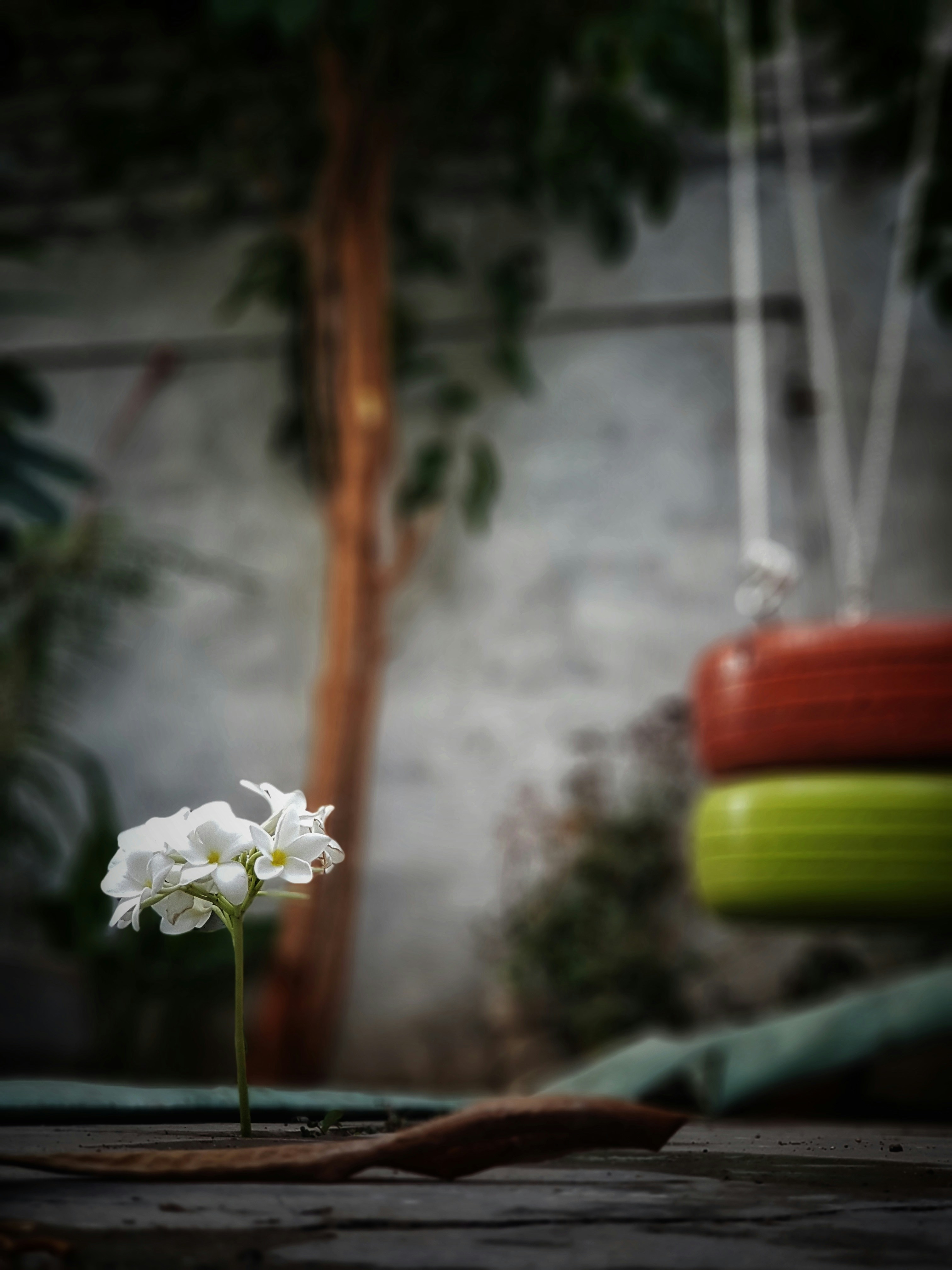White Camellia in a Quiet Corner