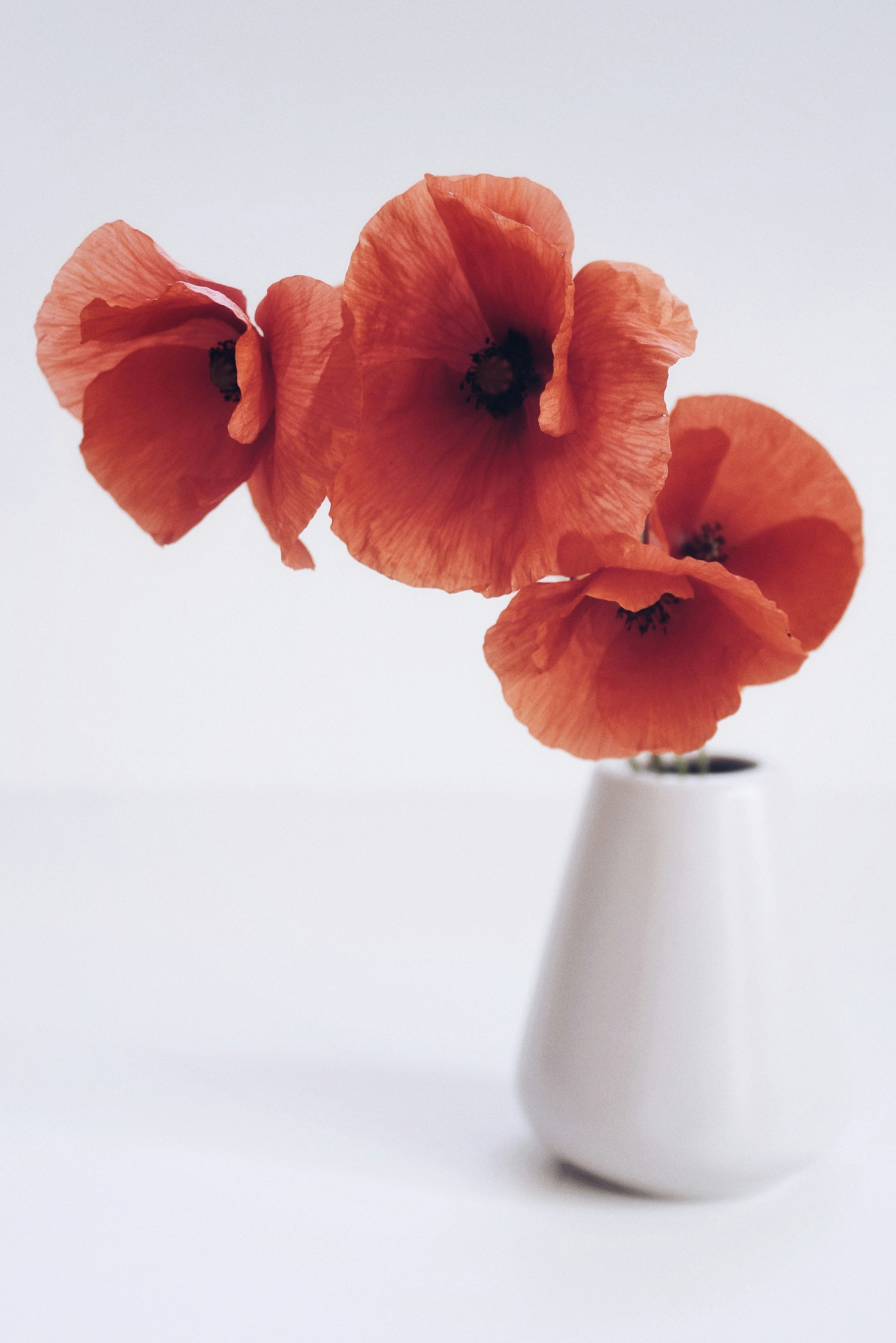 Blooming Orange: A Trio of Poppies in a Minimalist White Vase