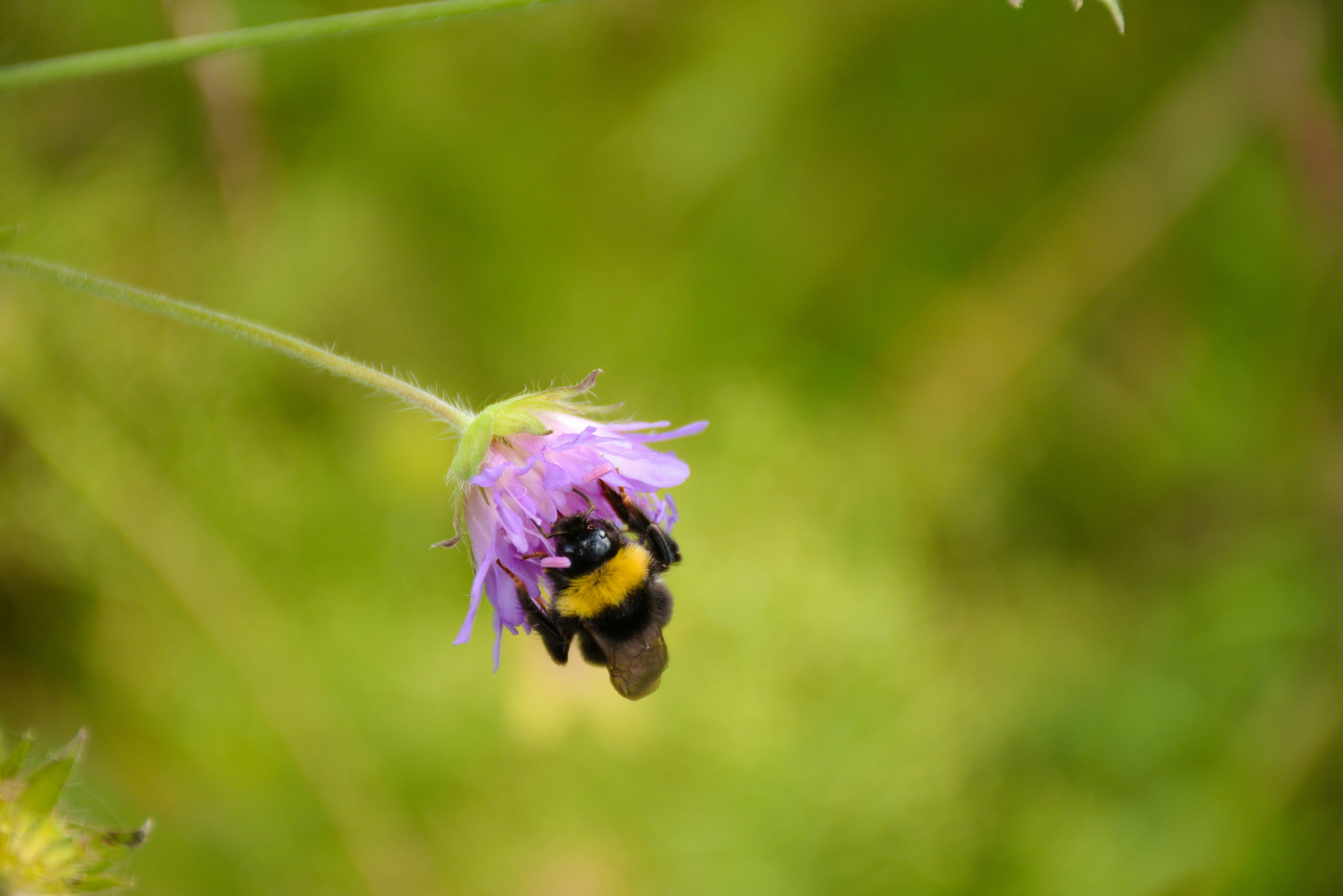 Nectar Pursuit: Bumblebee on a Violet Bloom in a Sunlit Meadow