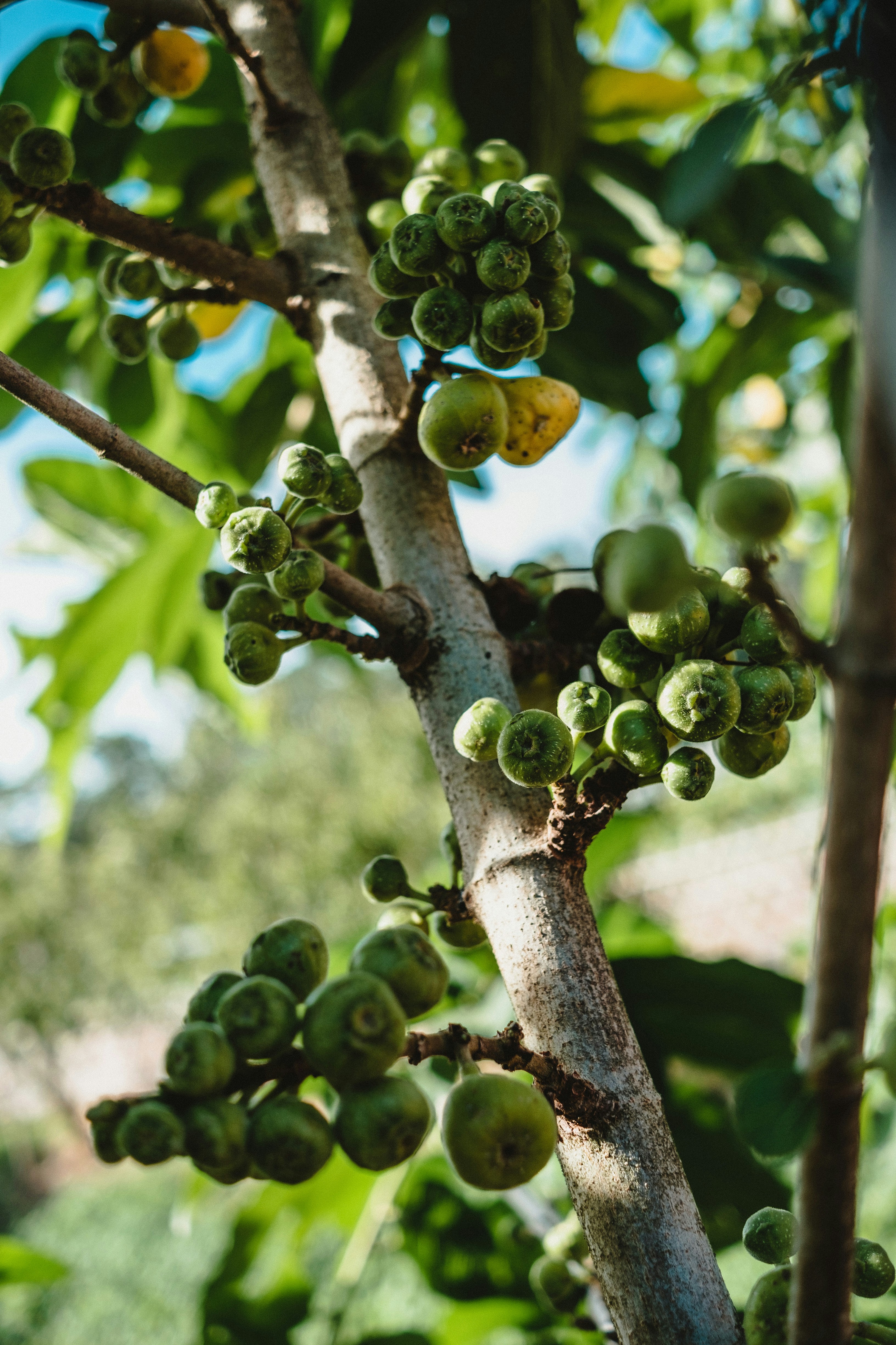 Green round fruits on brown tree branch during daytime photo – Free ...