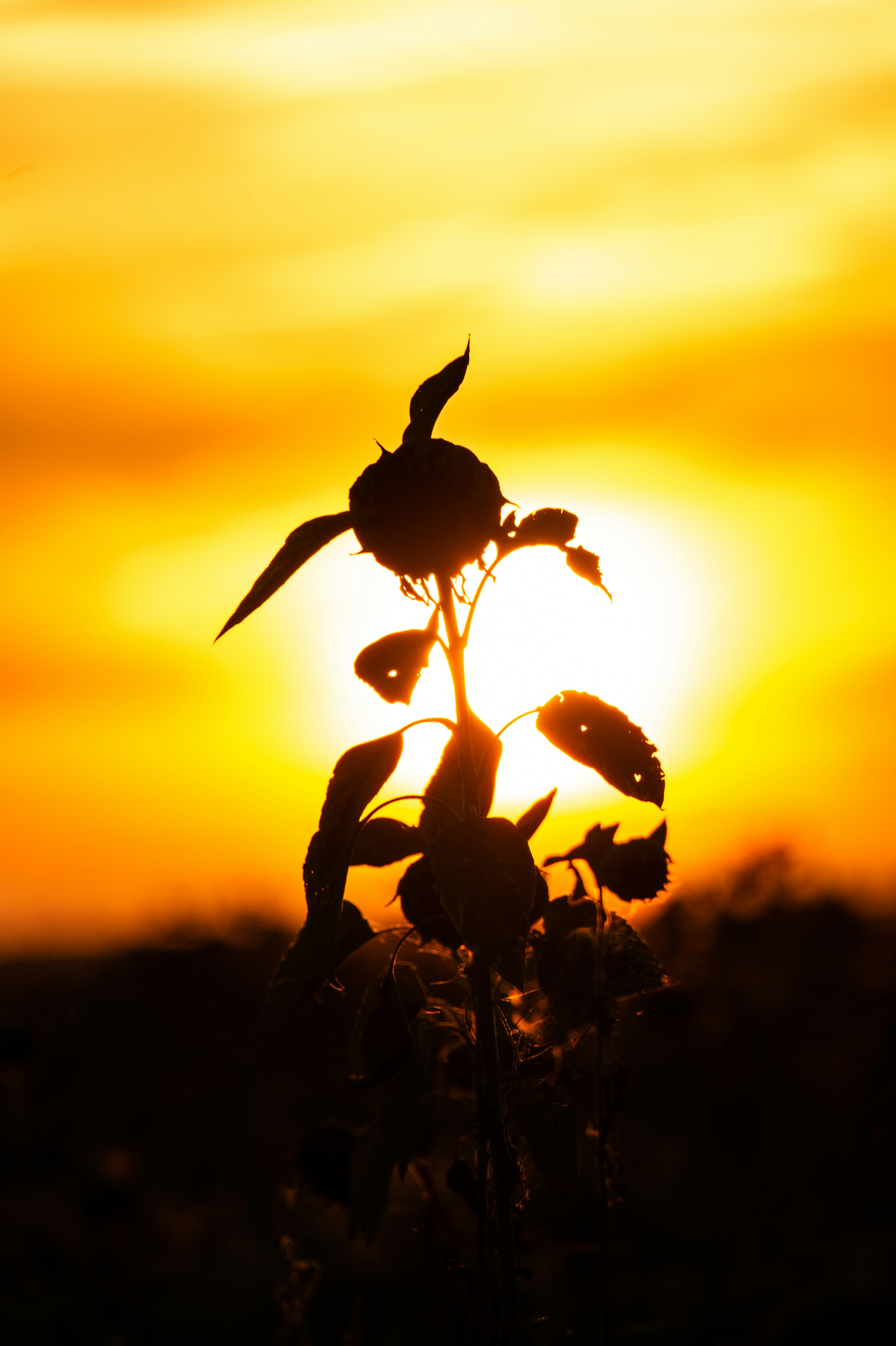 Silhouette at Sundown: A Upright Plant Against a Fiery Horizon