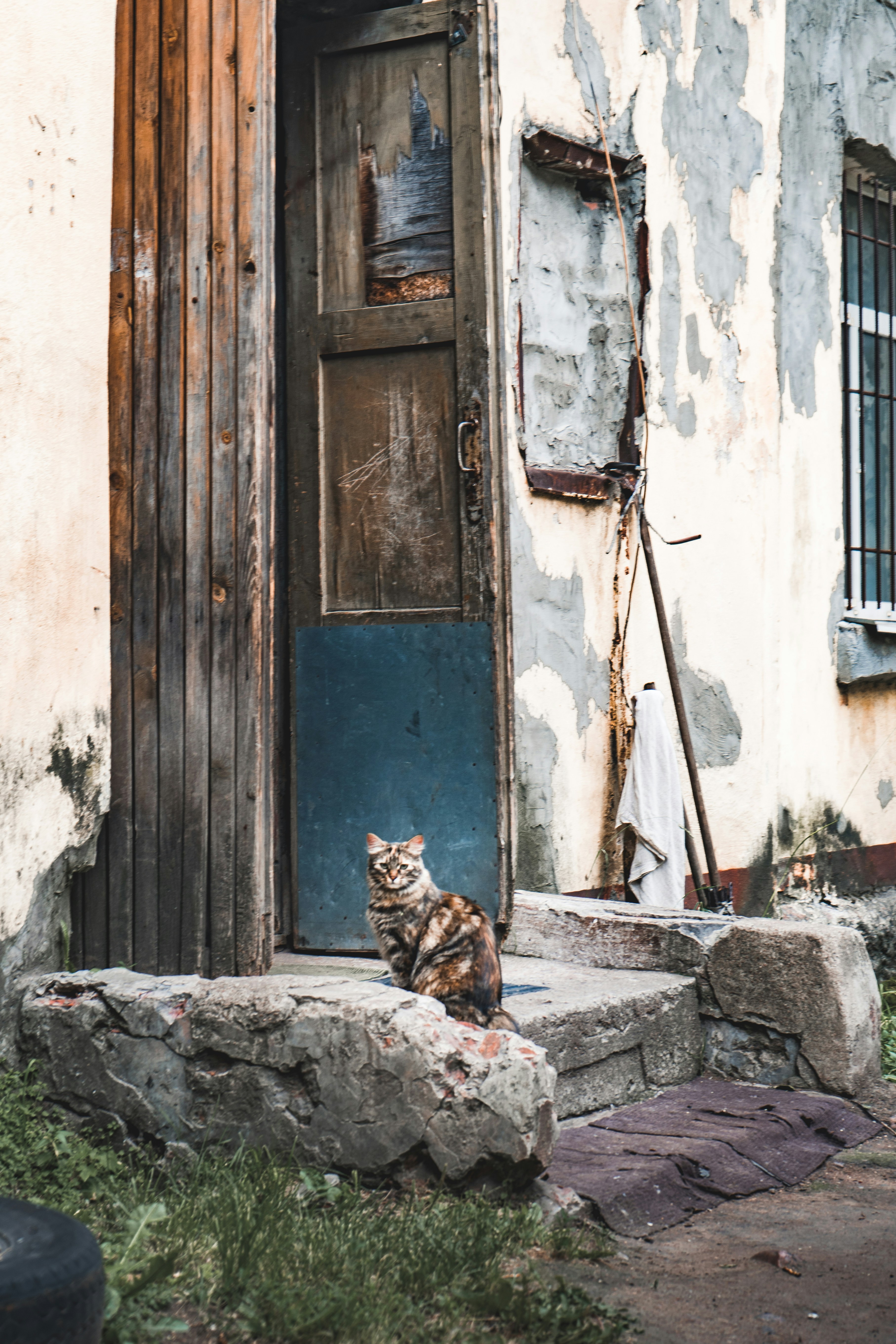 A calico cat perched on a stone step in front of a weathered door, surrounded by peeling paint and rustic textures.