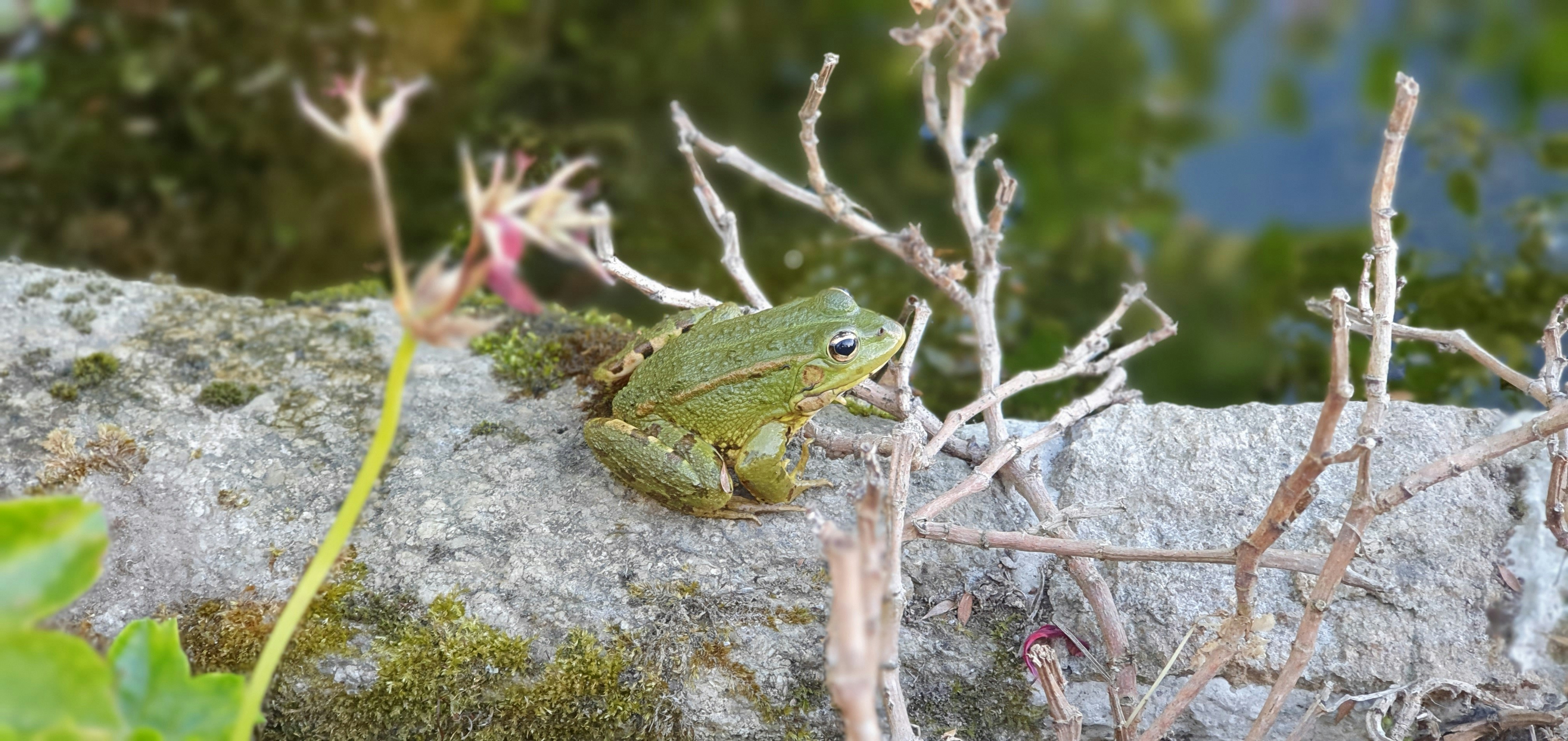A green small frog in a pond under the sun
