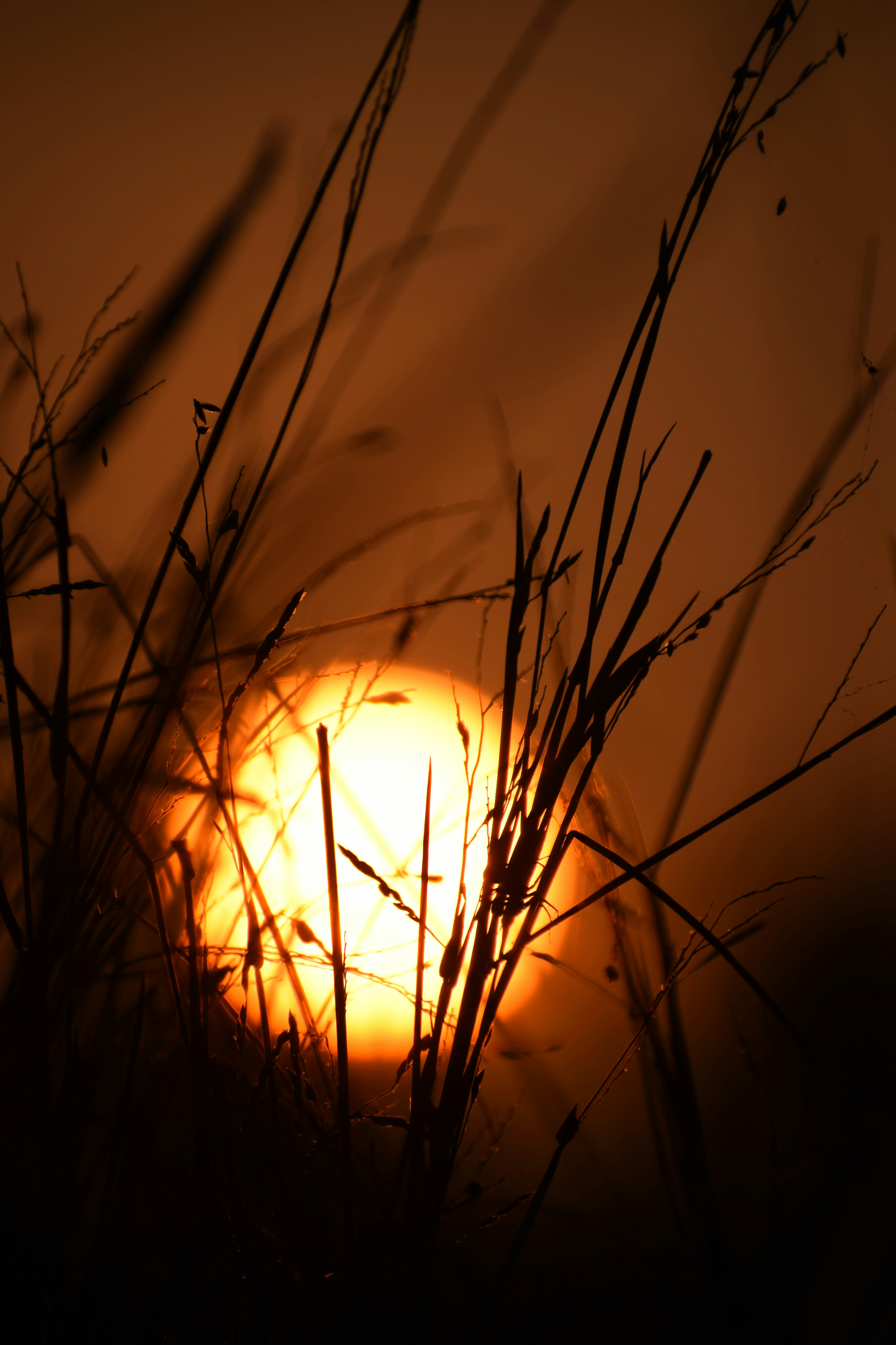 Silhouetted grass blades frame a glowing sunset, creating a serene atmosphere. The warm hues blend seamlessly, highlighting the transition from day to night.