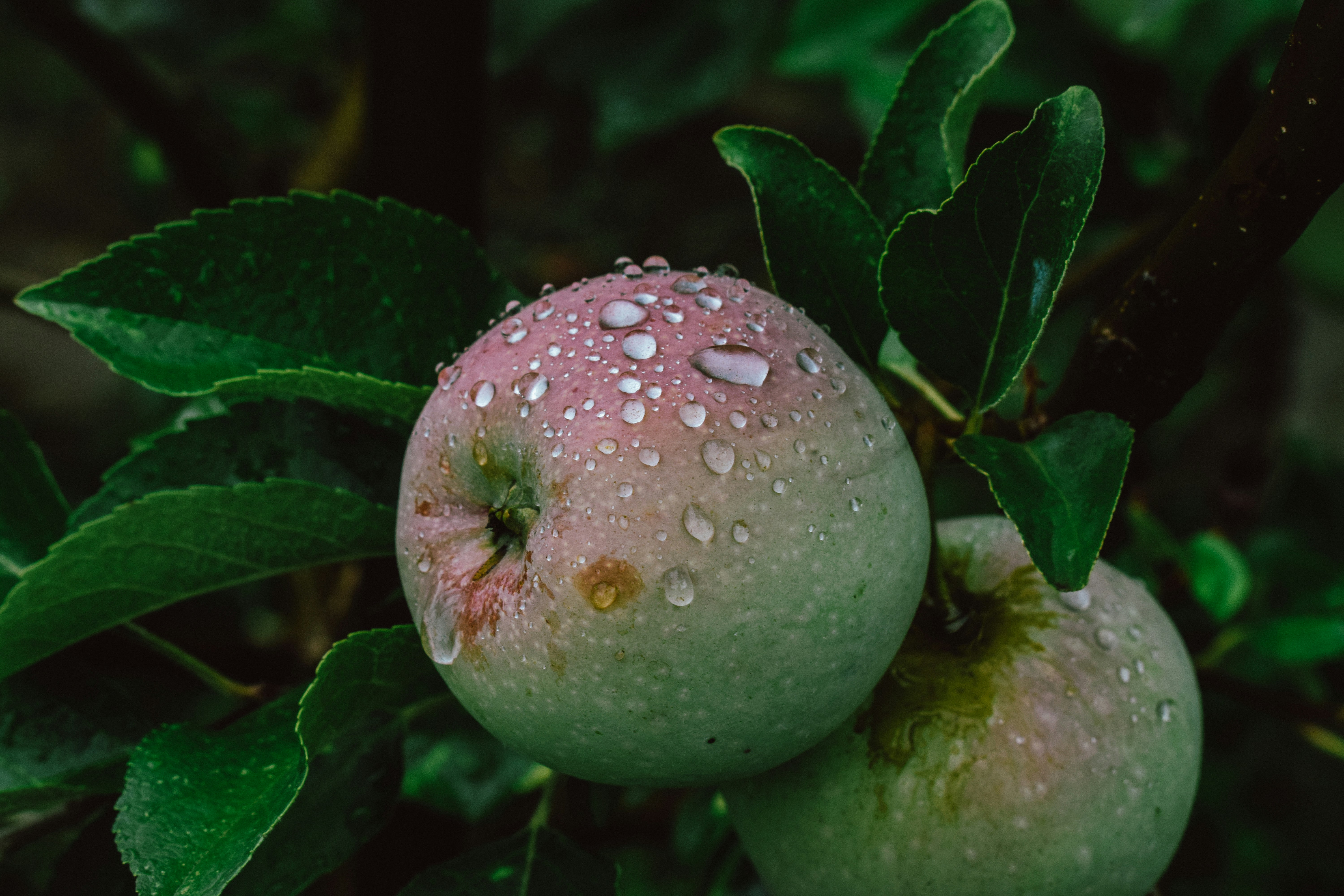 Dew-Kissed Apples in a Quiet Orchard