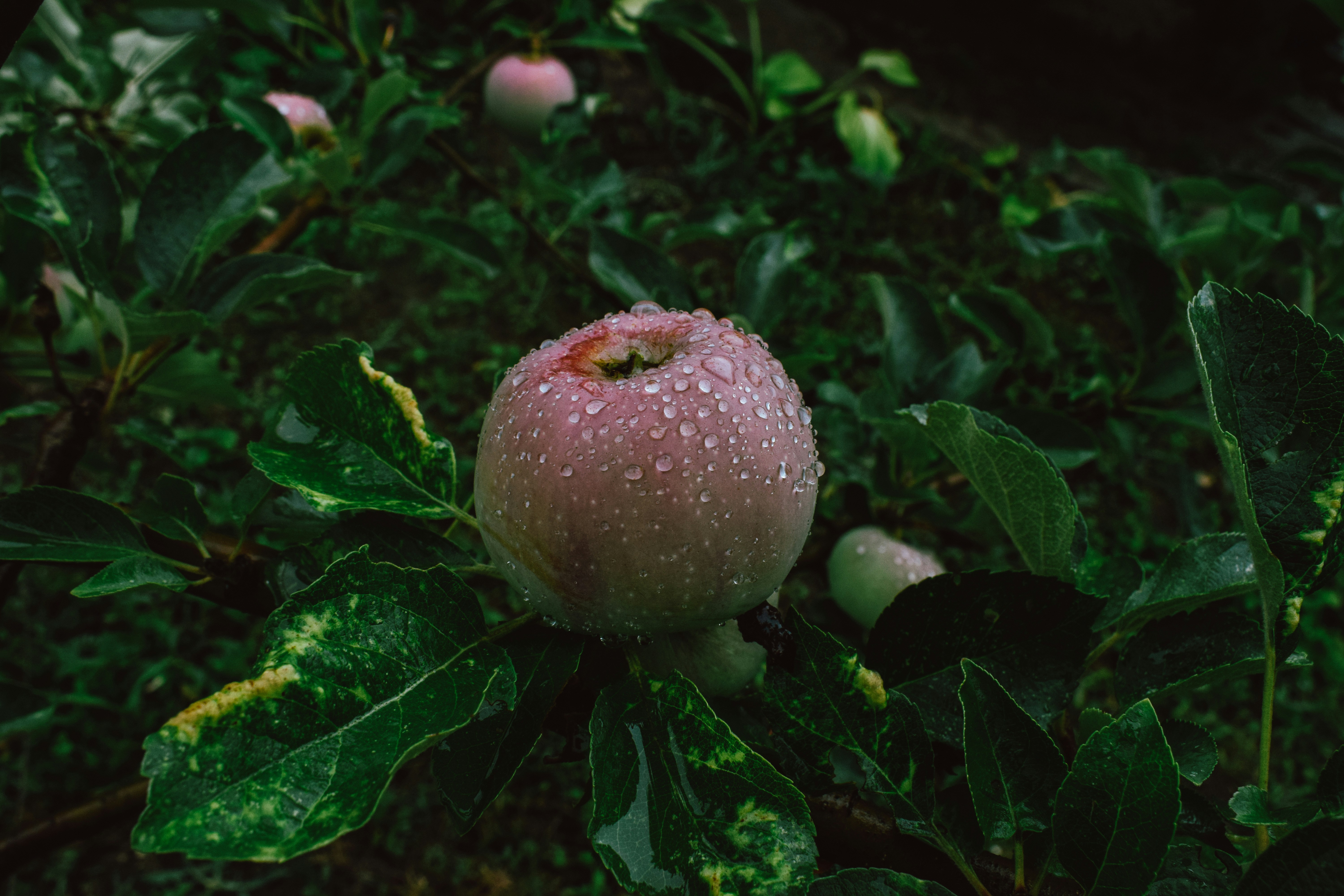 Pink round fruit on green leaves photo – Free Food Image on Unsplash