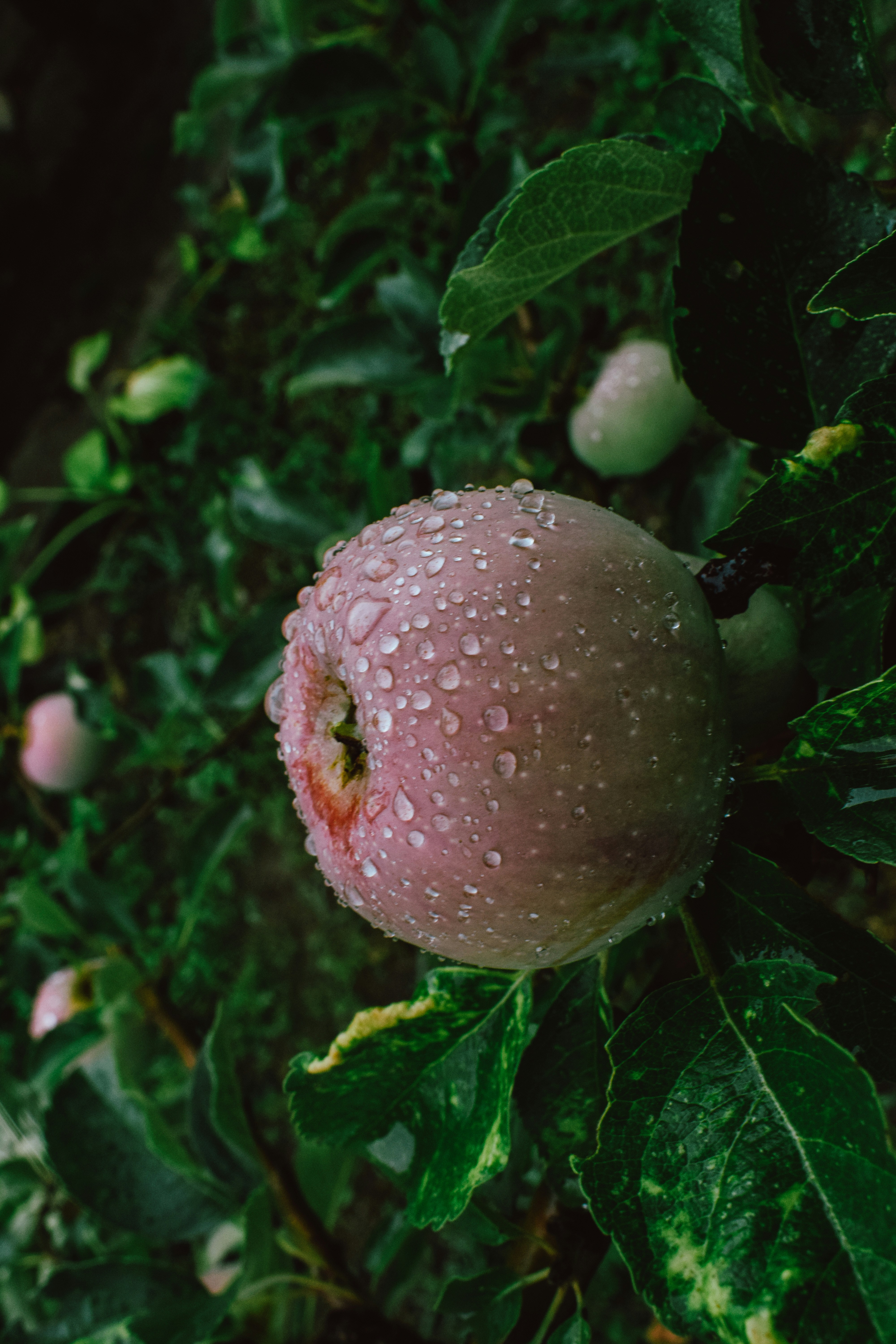 Dew-Kissed Pink Apple Anchored by Velvet Green Foliage
