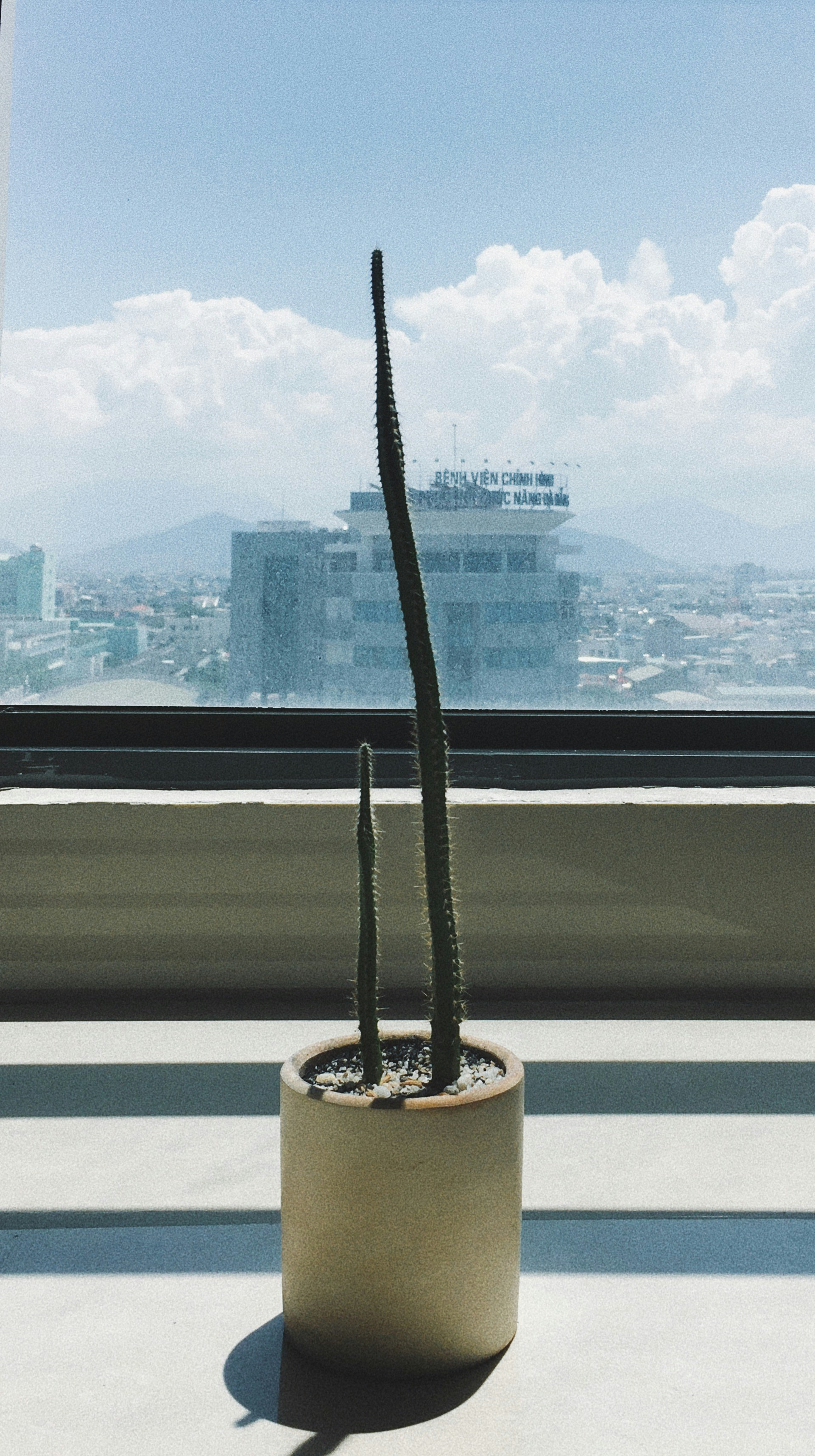 A cactus under the sun light.