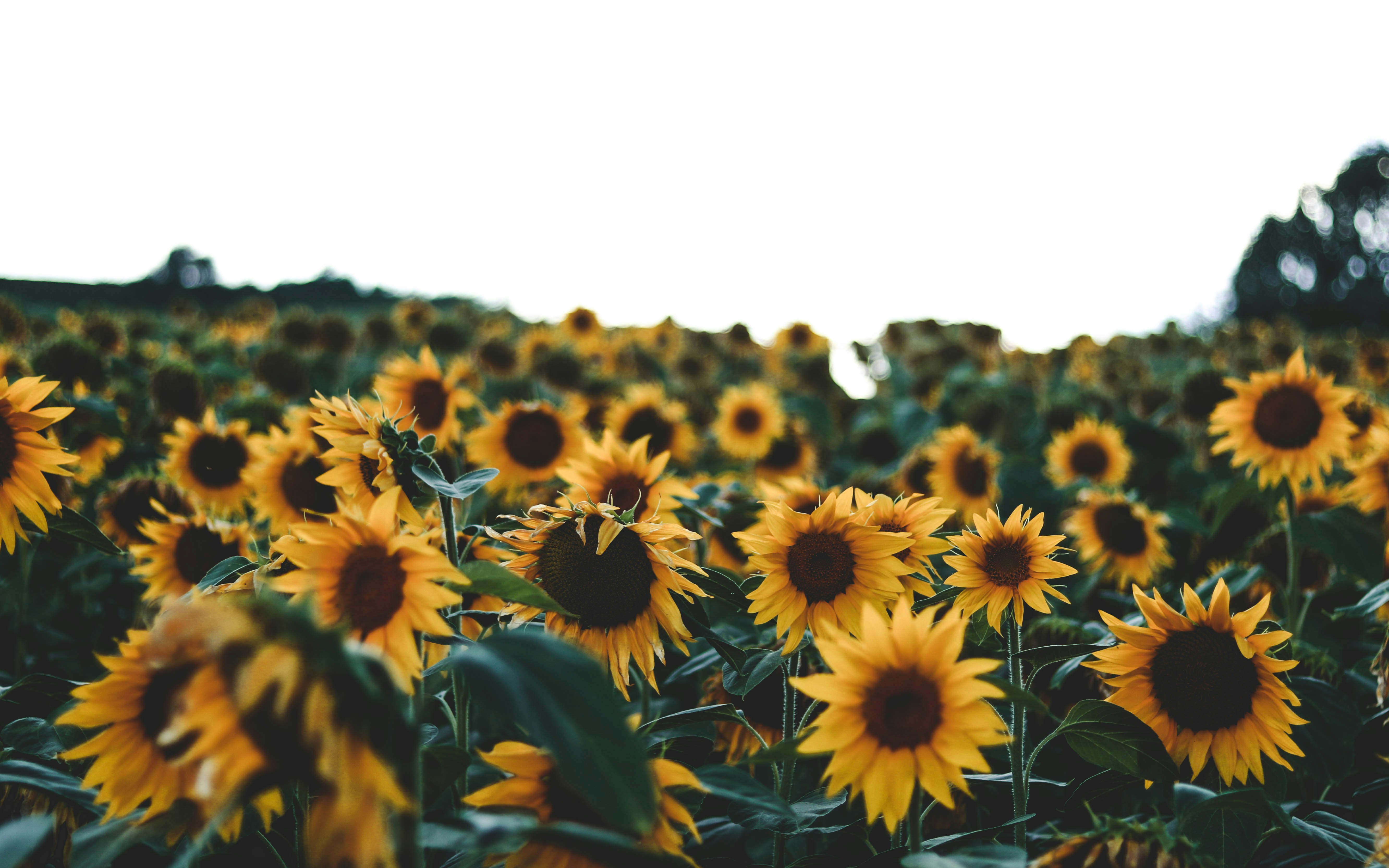 Sunflowers Tumblr Header