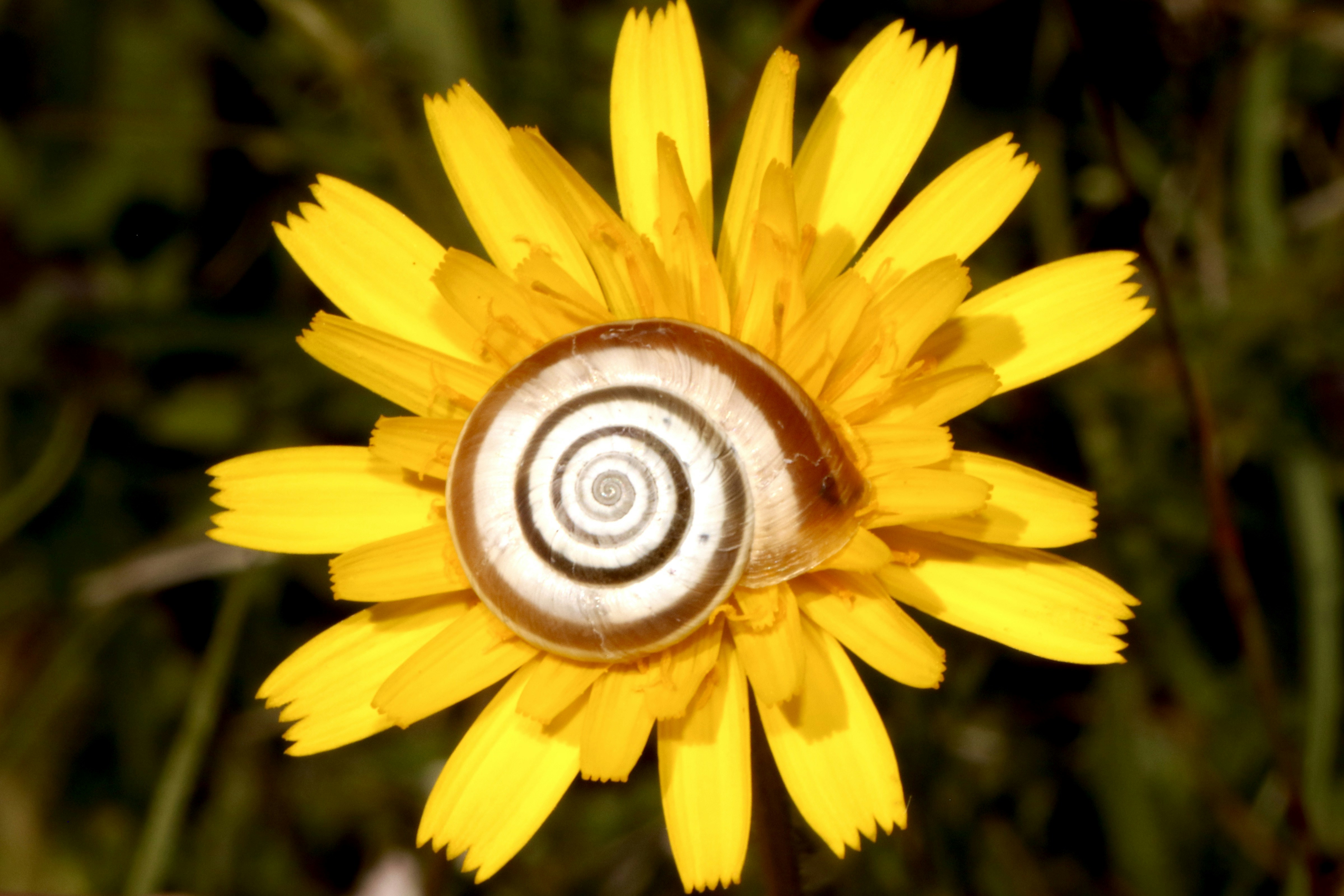 brown snail on yellow sunflower