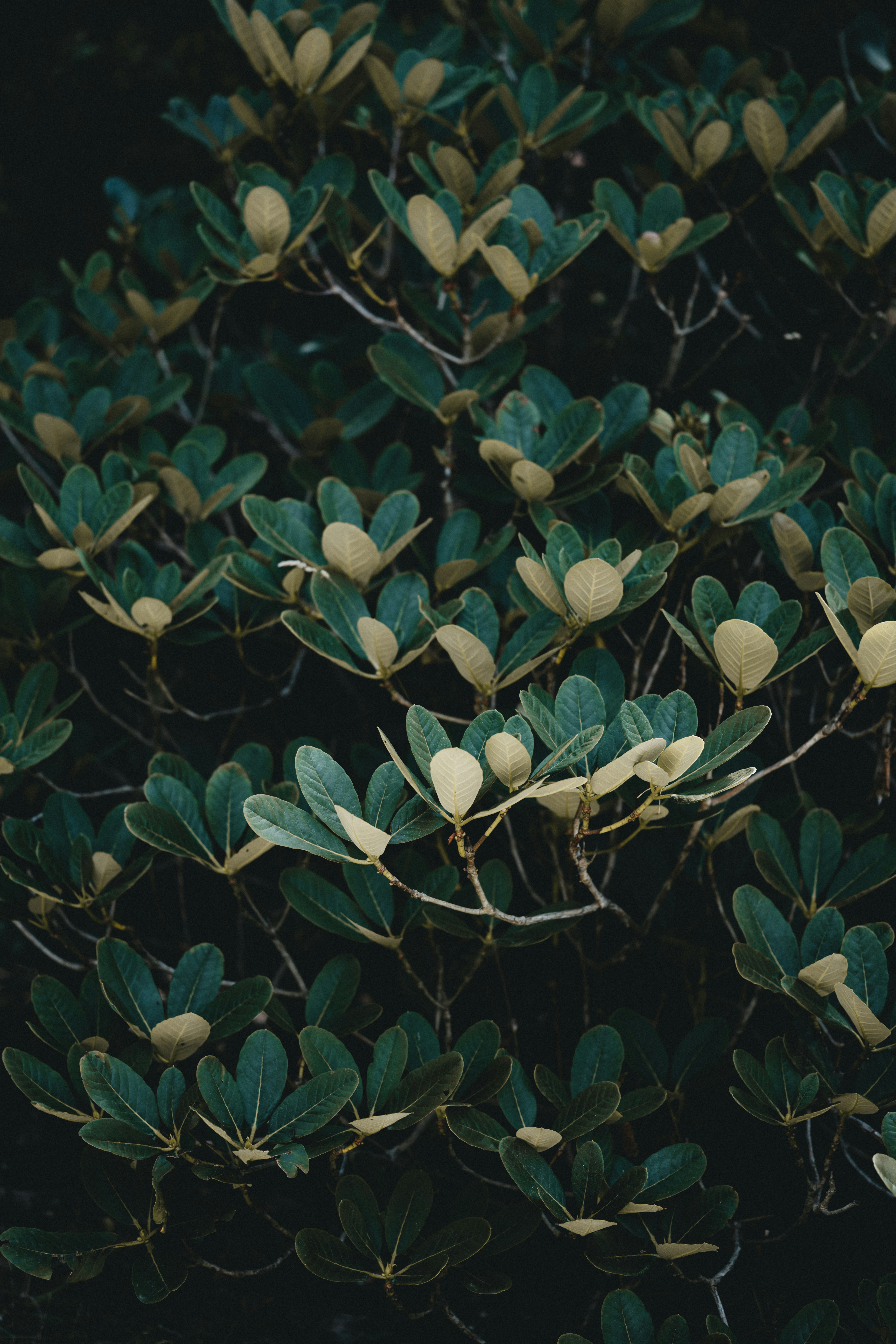 Close-up of lush green leaves with varying shades, showcasing the intricate patterns and textures of foliage. The dark background enhances the vibrancy of the leaves.