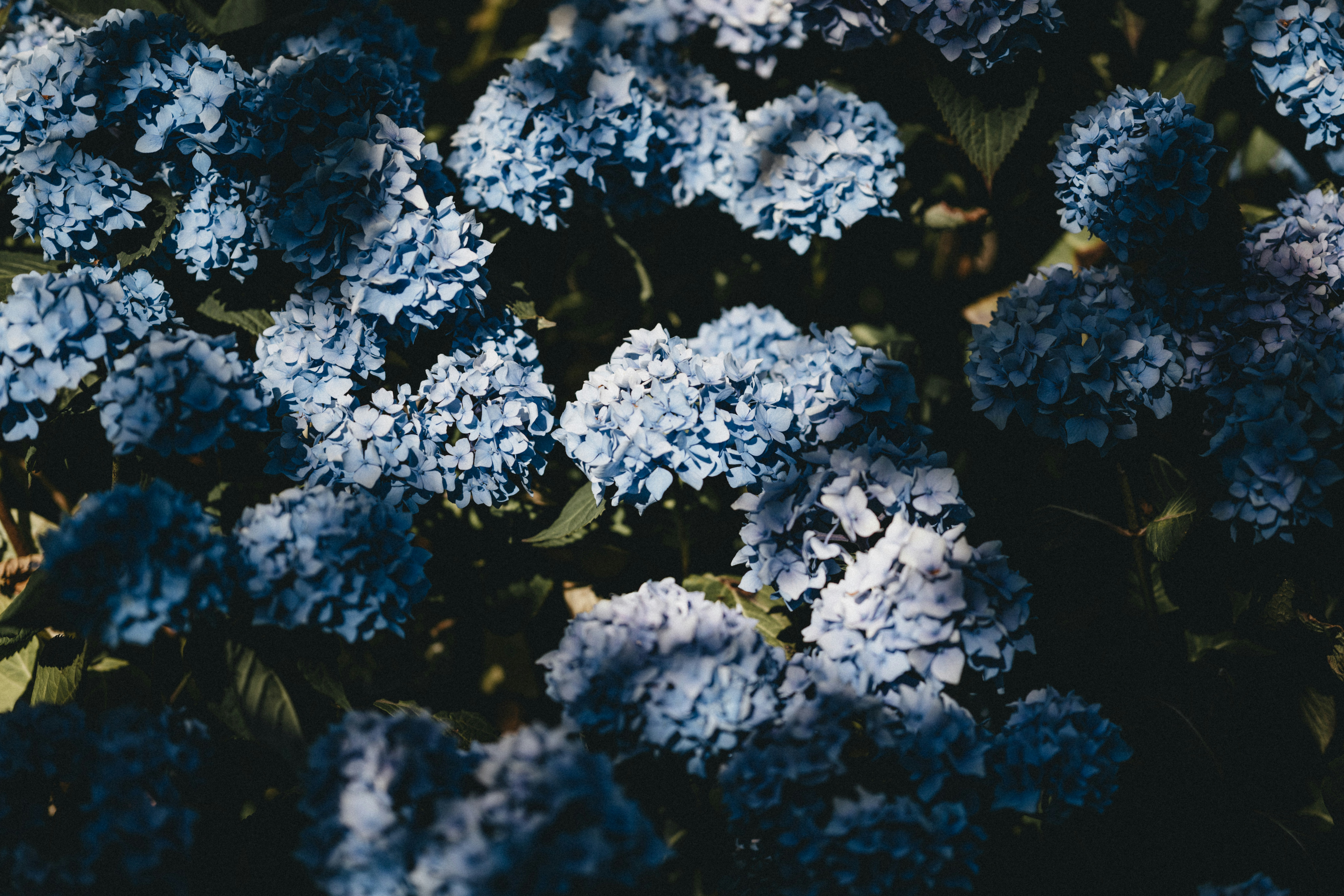 Photo by Annie Spratt with Nikon Z7