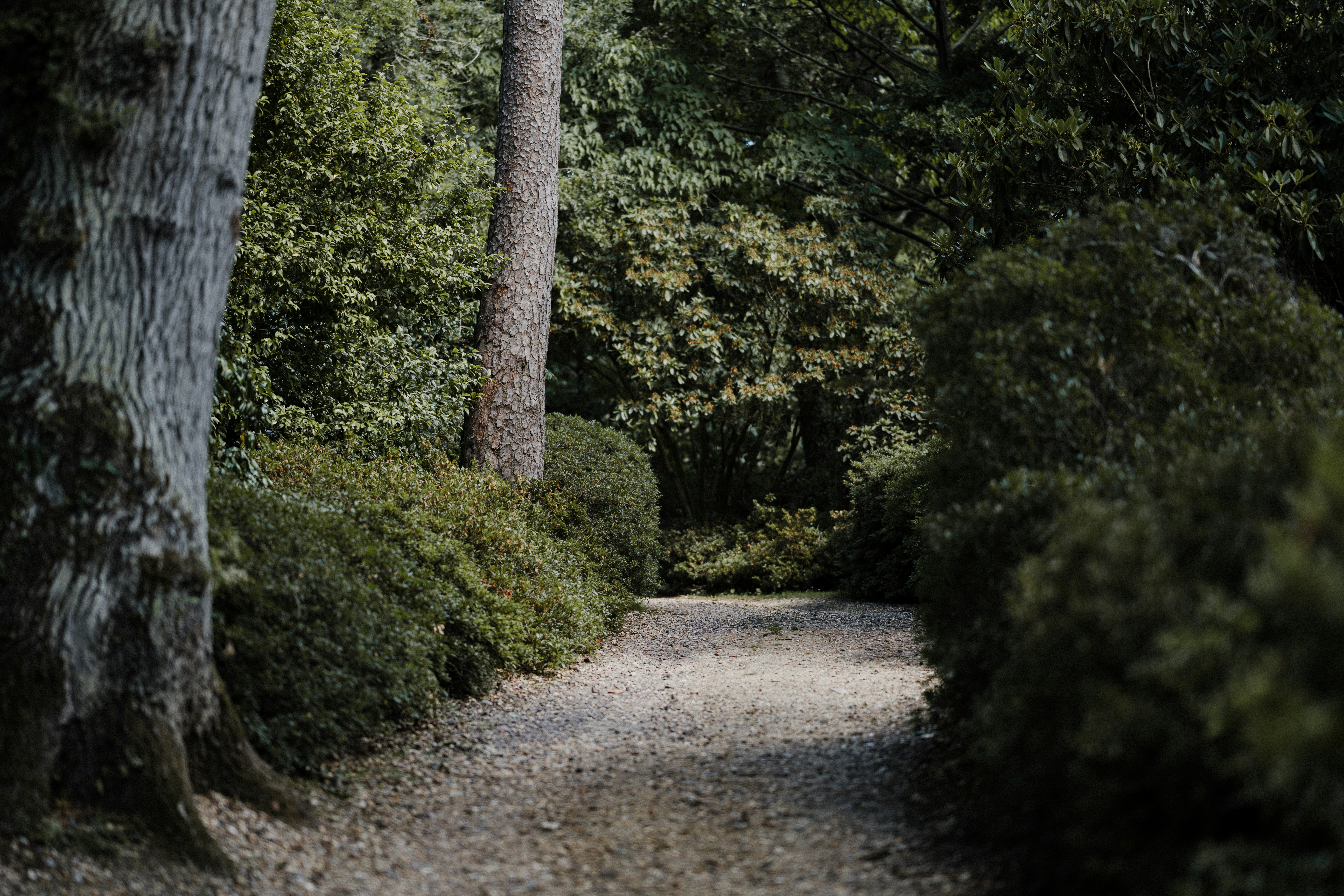 Gray pathway between green trees during daytime photo – Free Path Image ...
