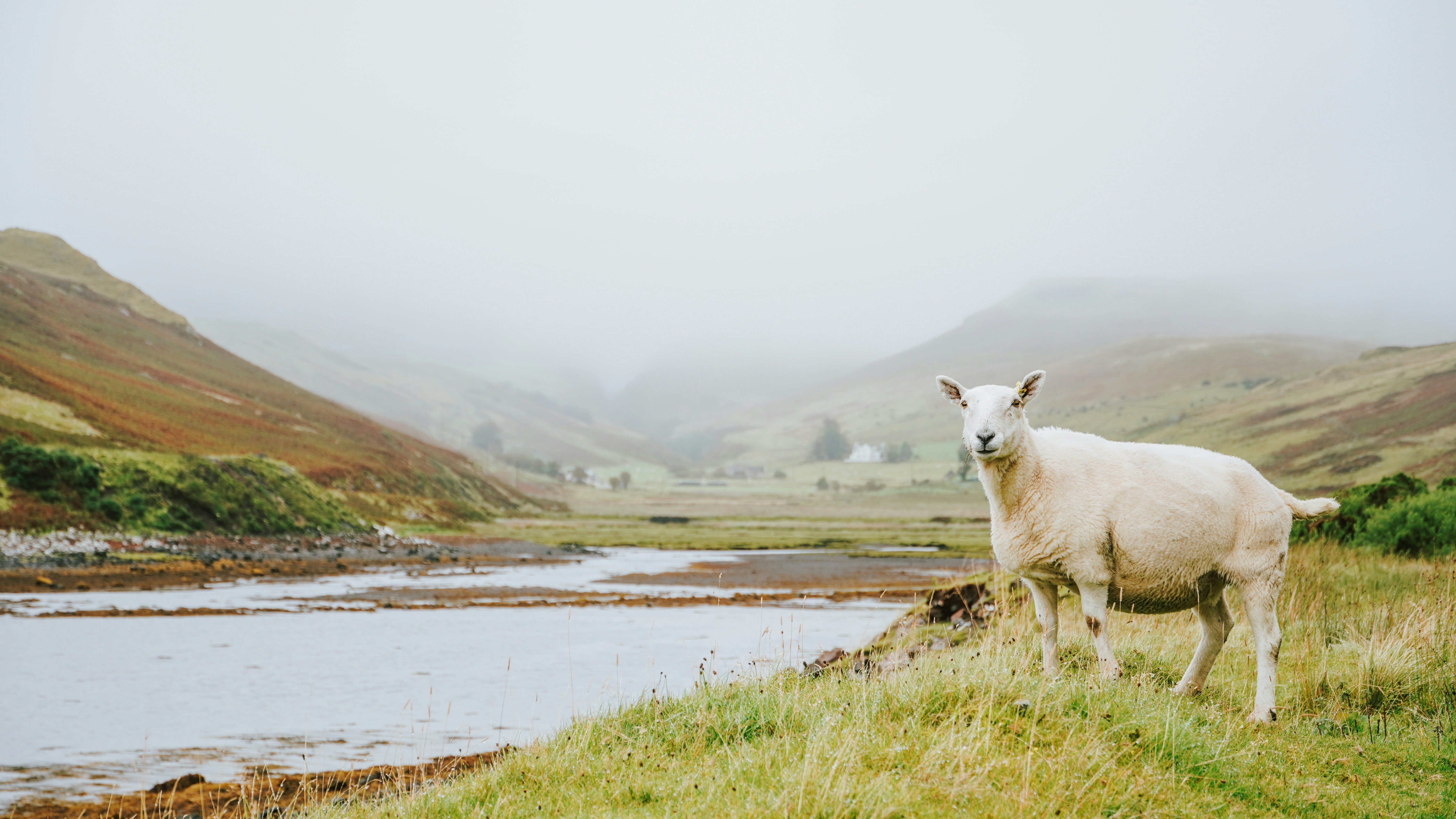 Mist-veiled Valley Sentinel: Lone sheep by the riverbank