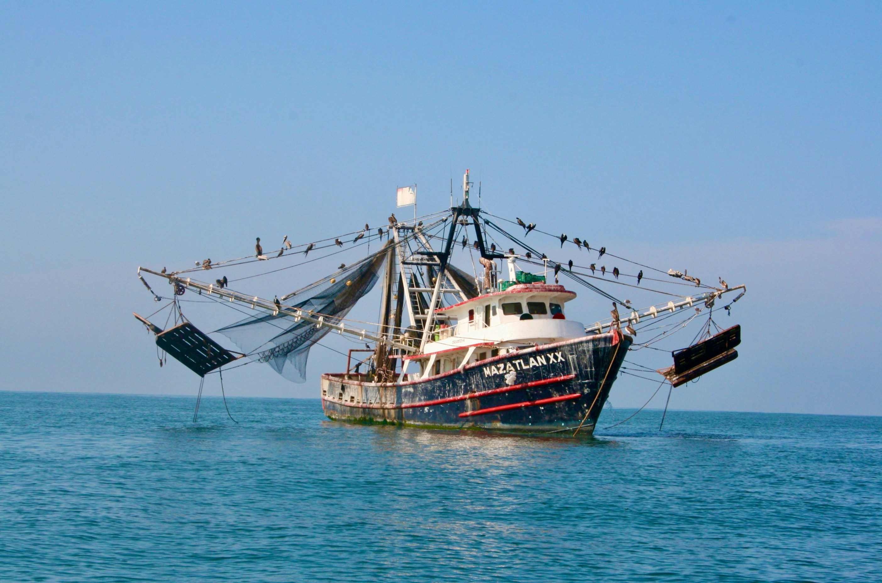 Seabirds Resting on a Well-Worn Fishing Vessel