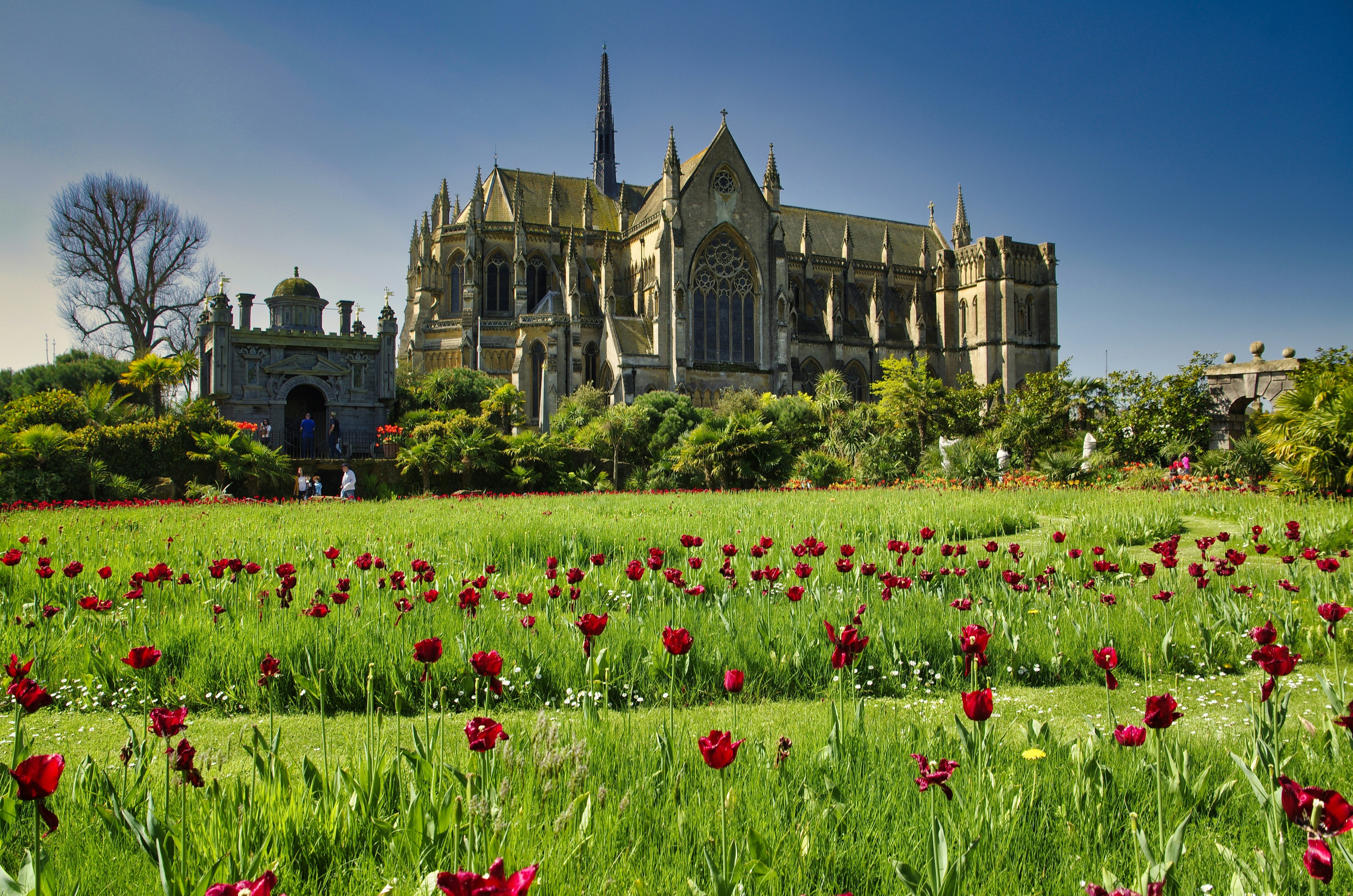 Gothic Cathedral Framed by a Sea of Red Tulips