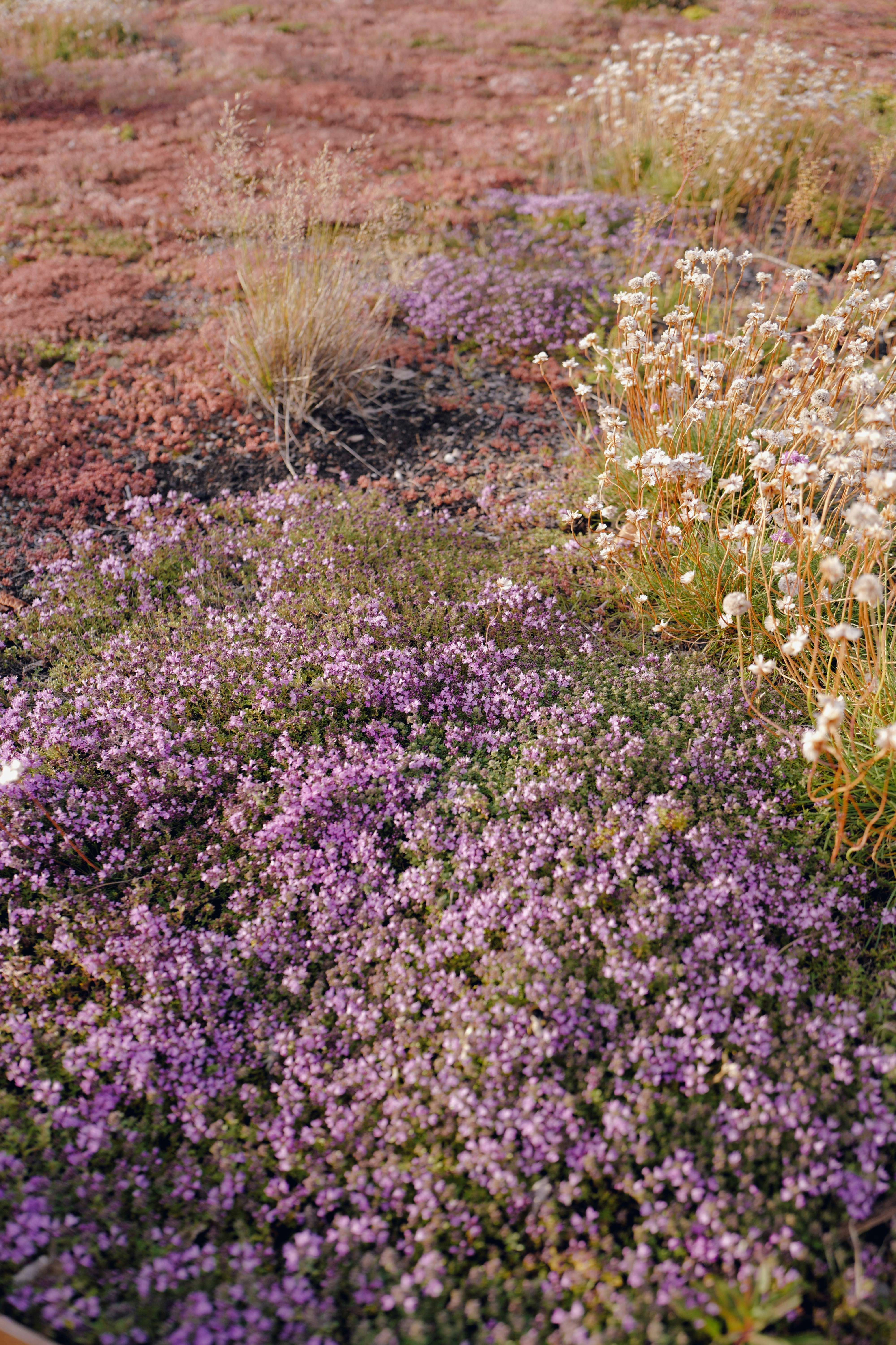 Purple Heather Plains: A Sunlit Mosaic of Violet Blooms and White Plumes