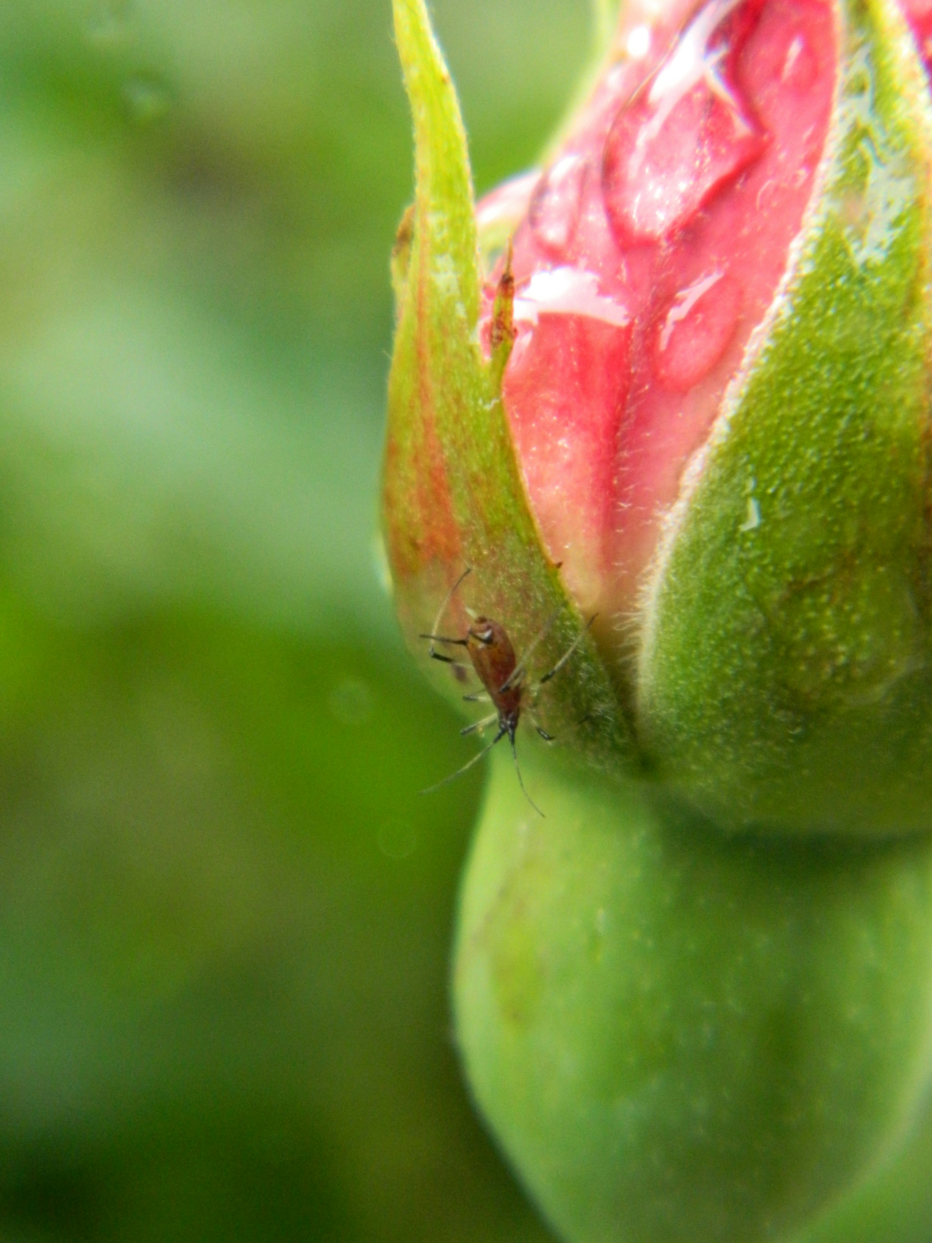 Close-up of a rose bud with a tiny insect perched on its side, showcasing the delicate details of nature's interactions.