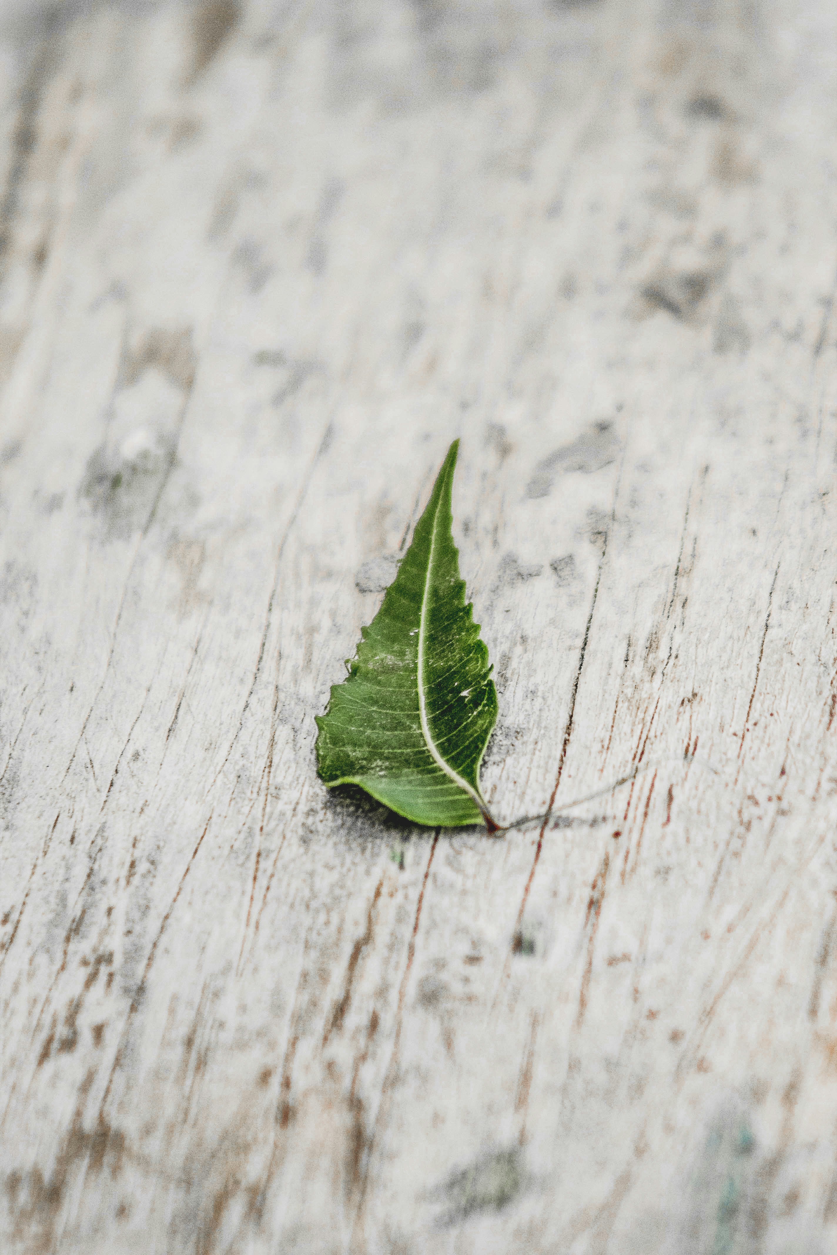 Nature Green 