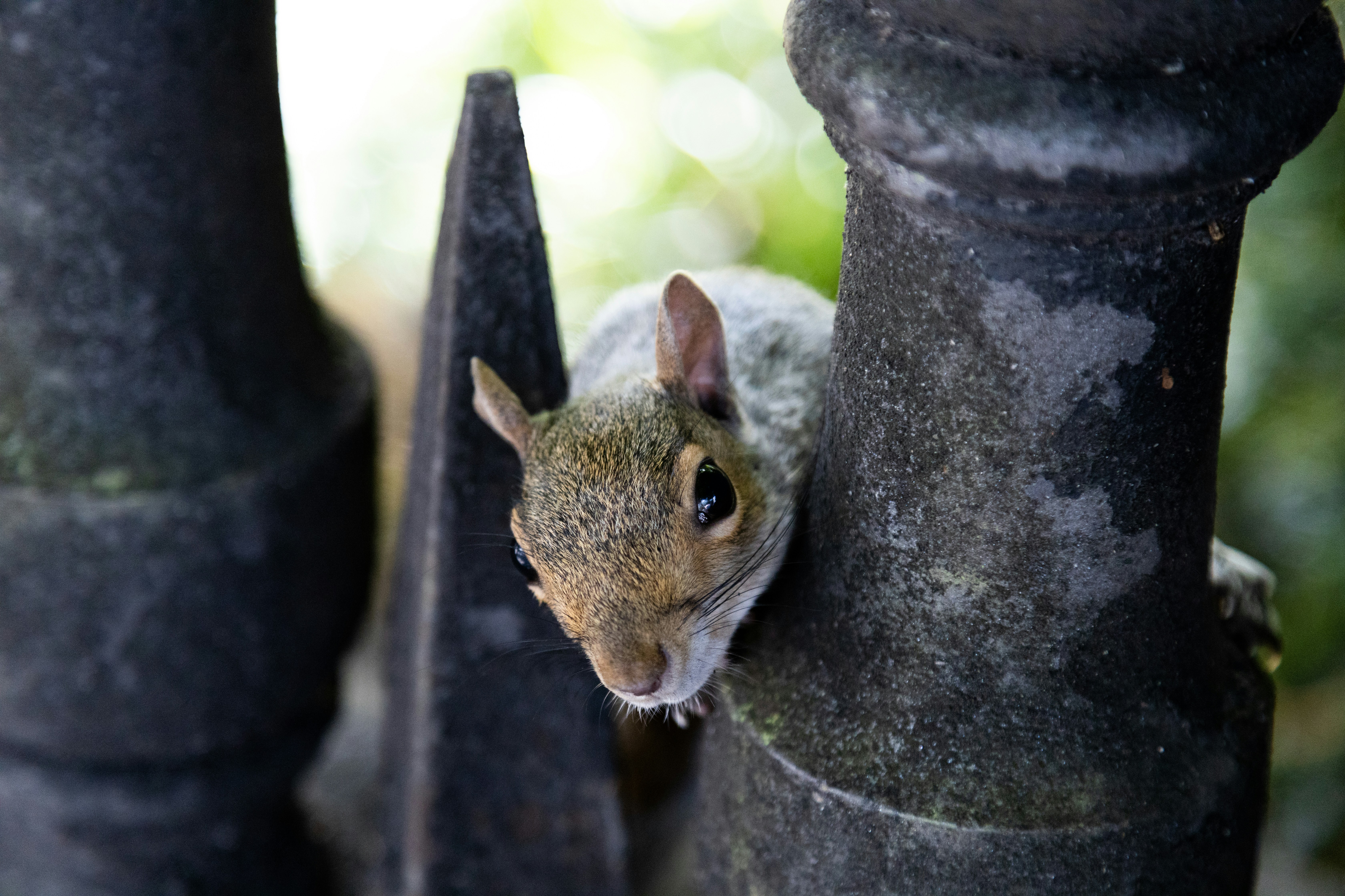 Peek Between Cast-Iron Columns: A Squirrel's Quiet Moment