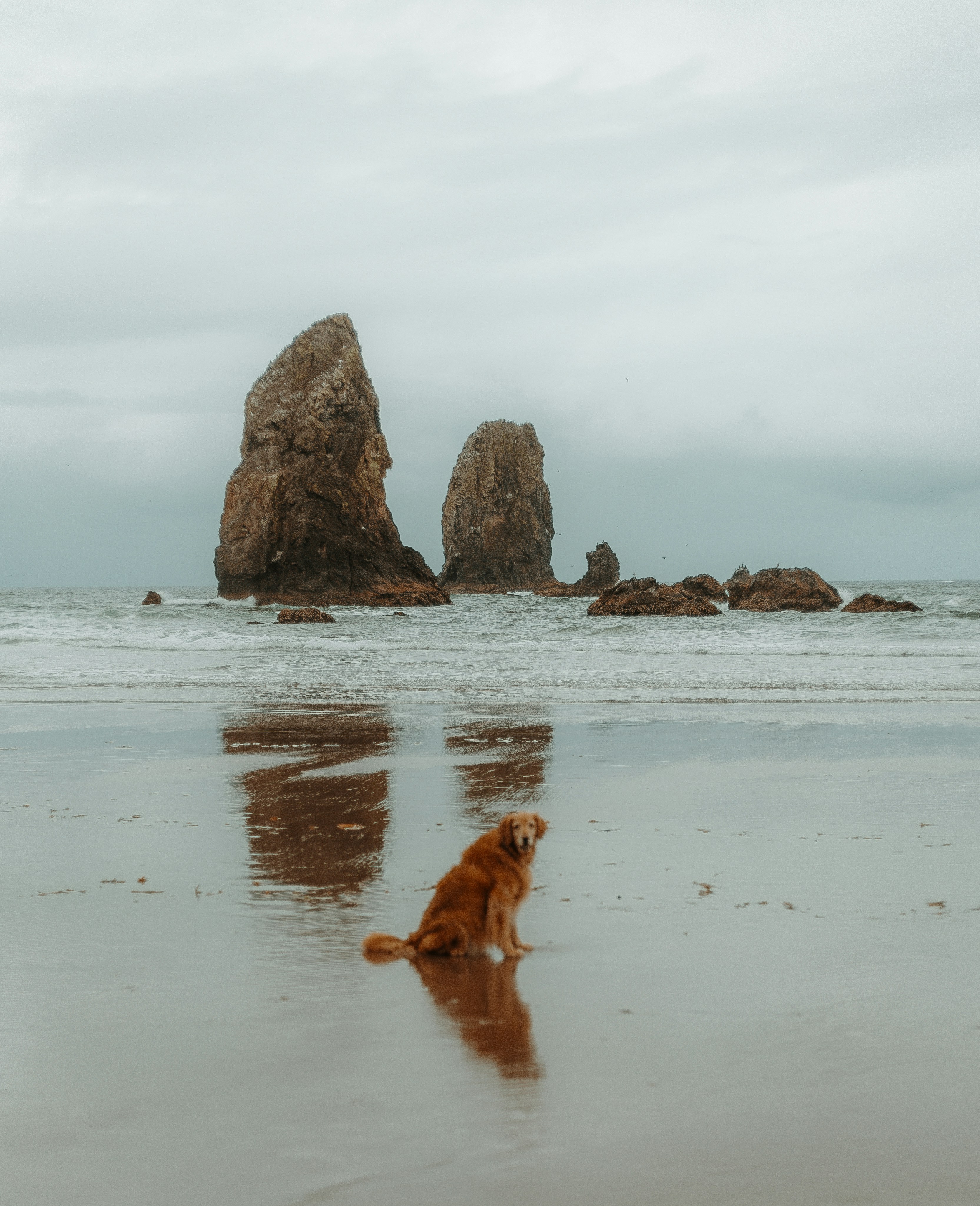 Golden Retriever by the Tides: A Quiet Beach Encounter