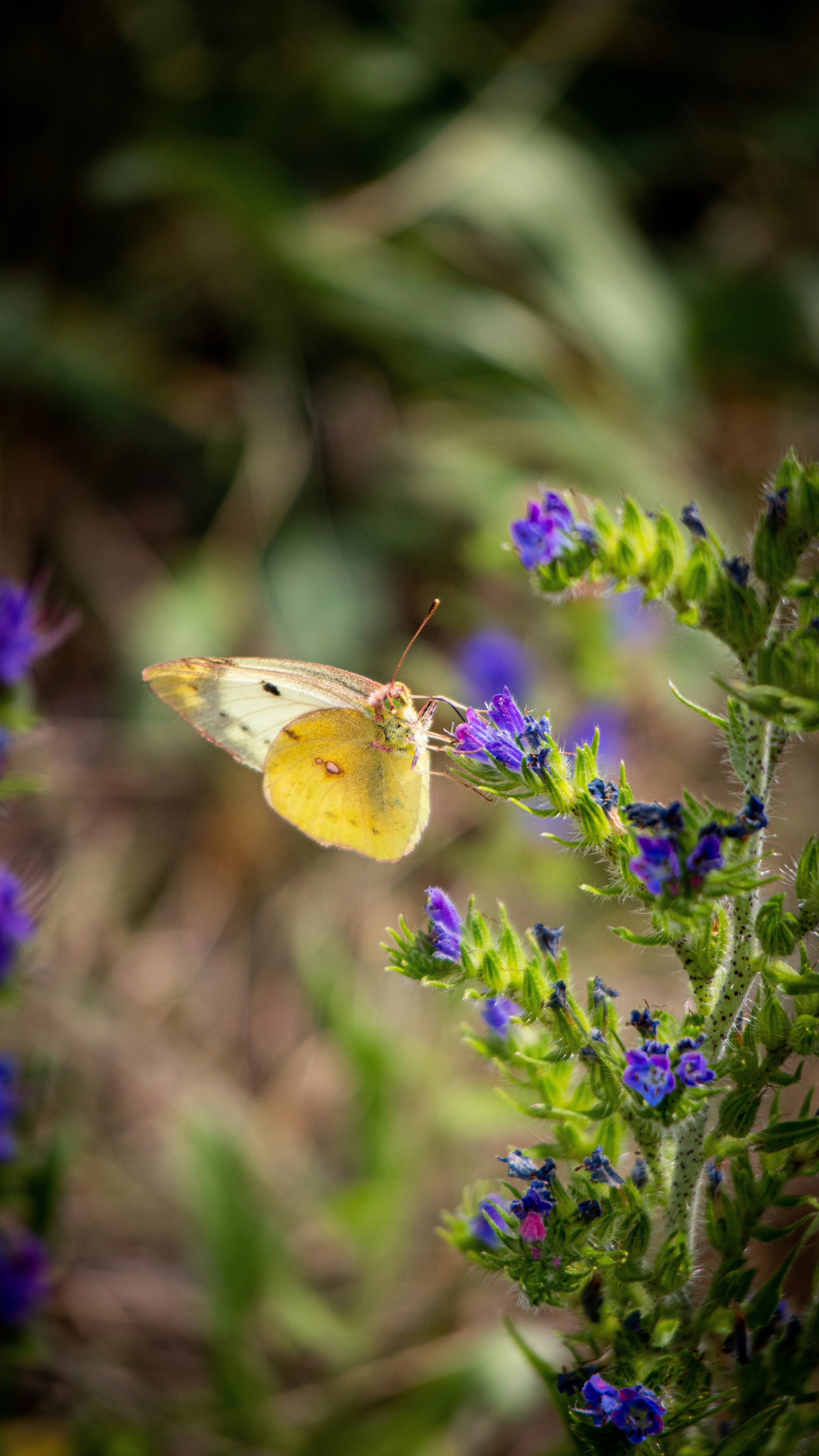 Yellow butterfly perched on purple flower in close up photography ...