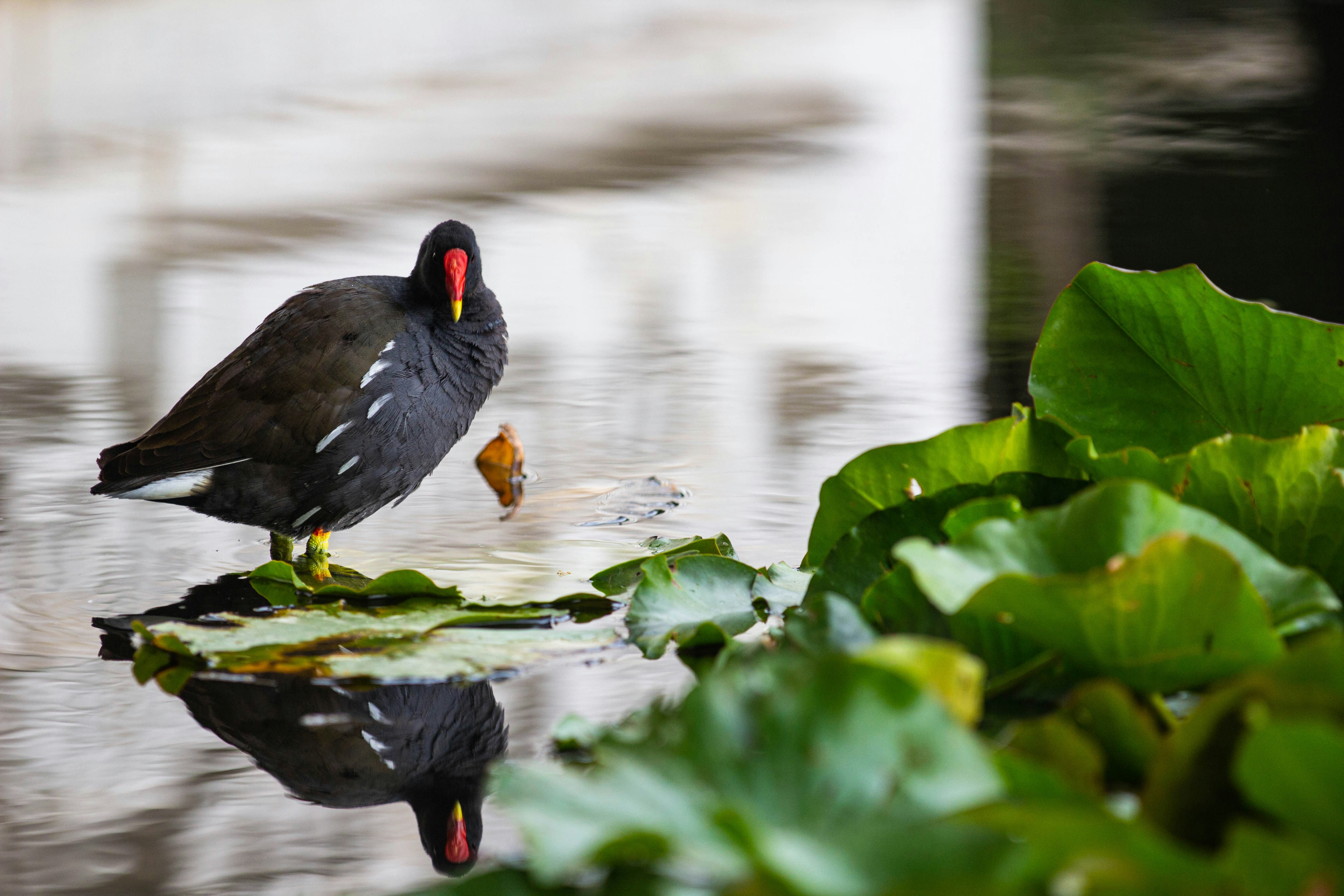 Moorhen standing on lily pads in a serene water setting, with its reflection visible on the surface. A peaceful moment captured in nature.