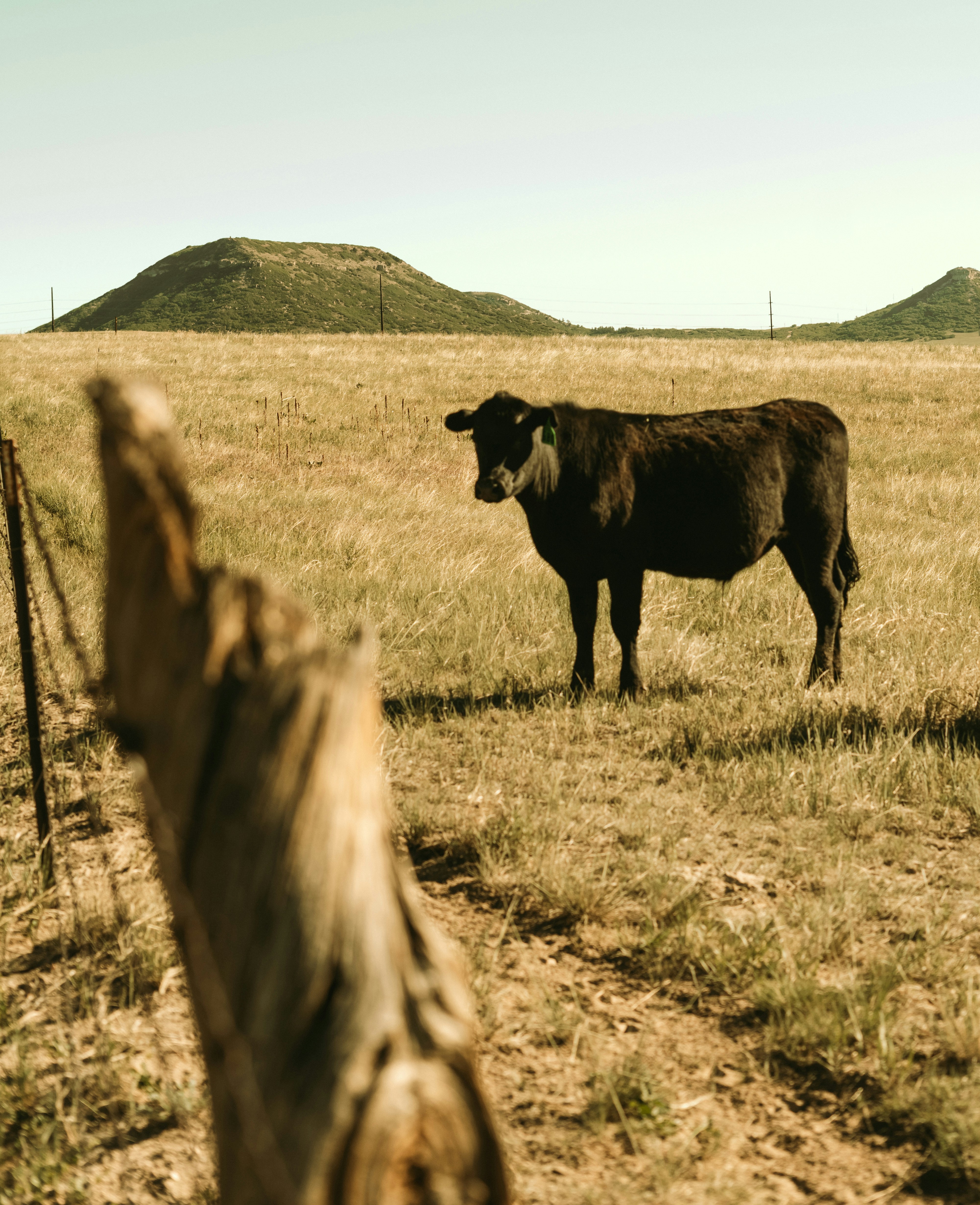 A black cow stands amidst golden grass with distant rolling hills under a clear sky.
