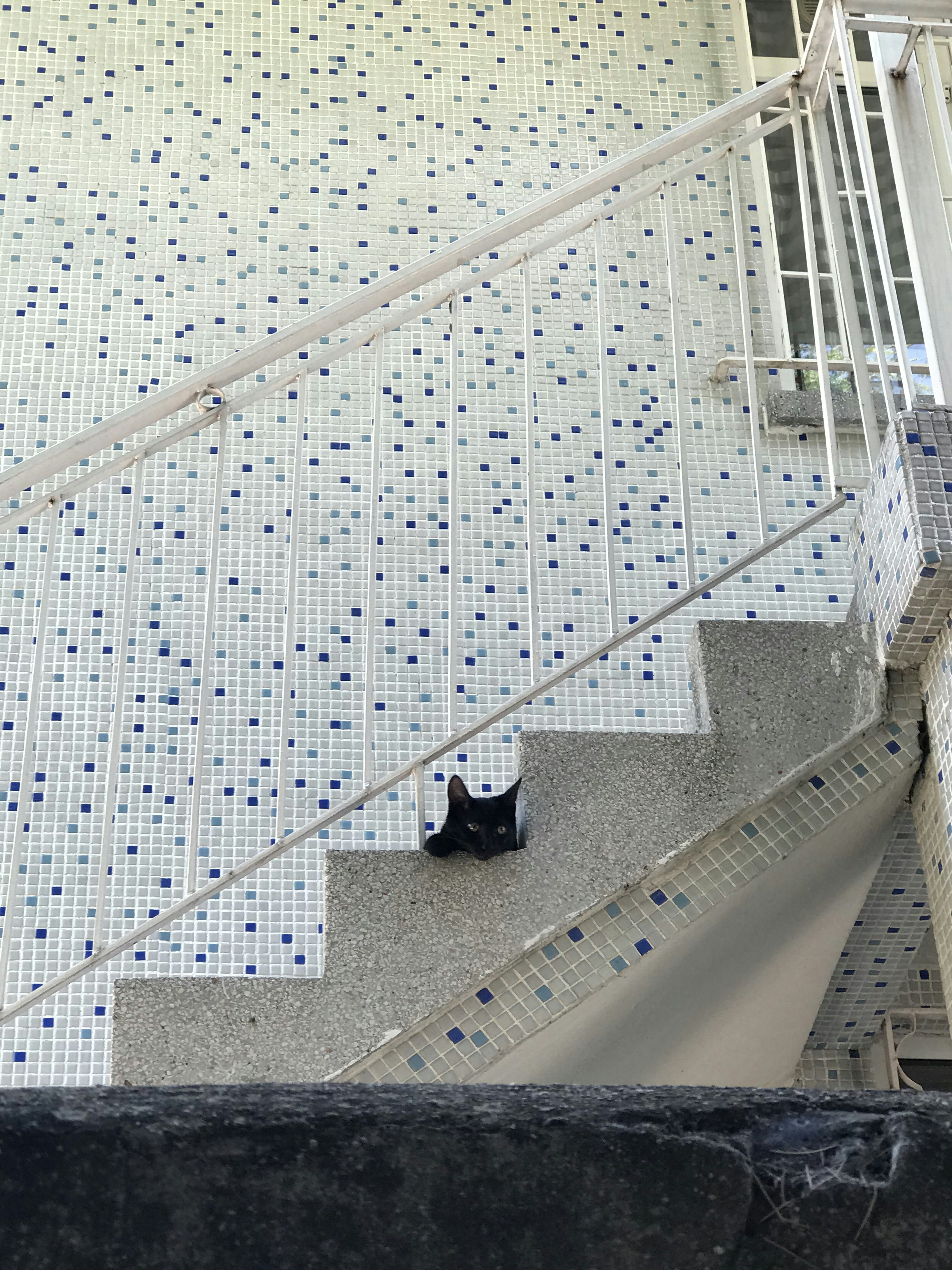 Black cat perched on concrete stairs, surrounded by a mosaic-tiled wall. A serene moment captured in a domestic setting.