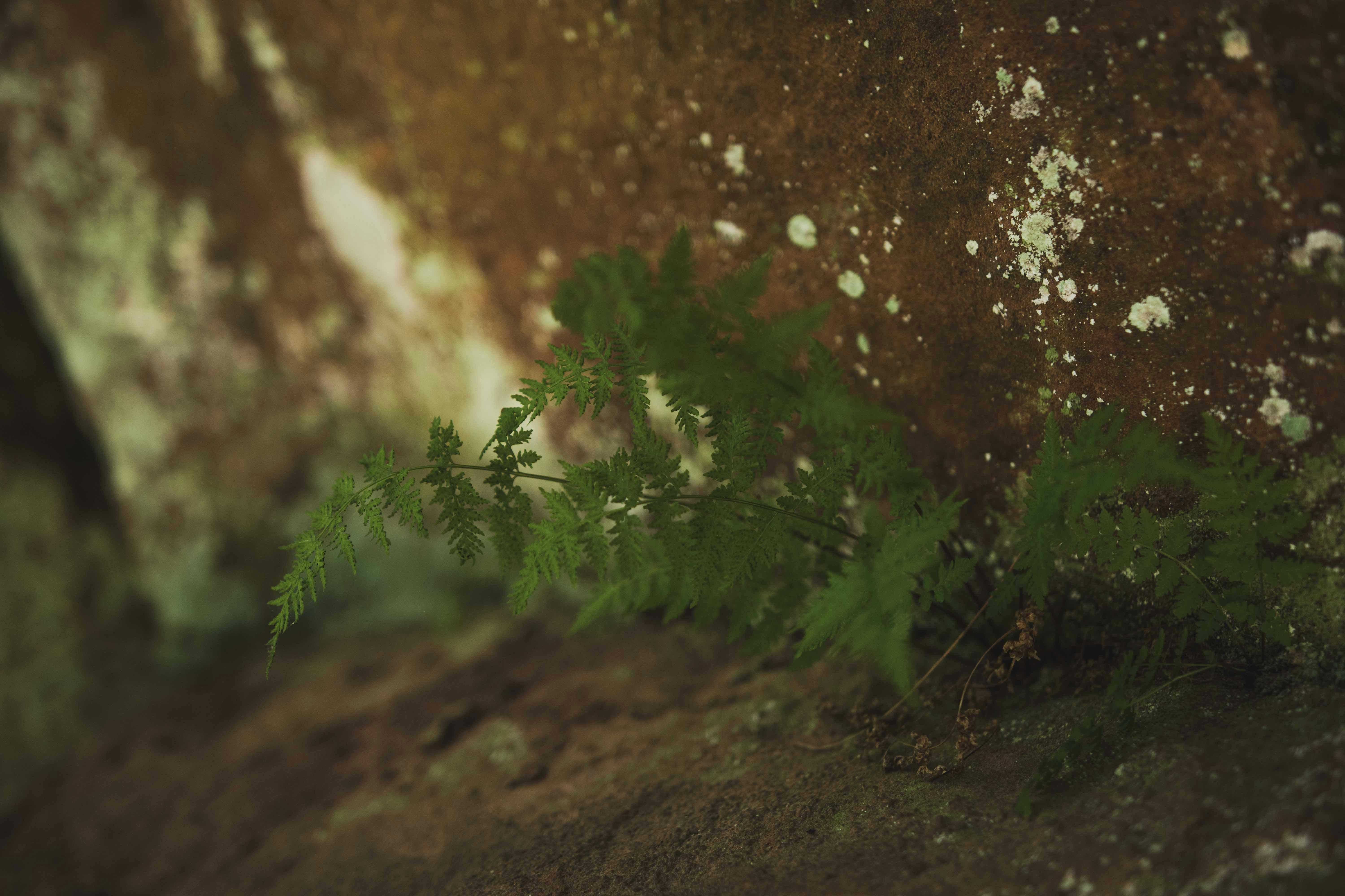 Plante verte sur sol brun photo – Photo Plante Gratuite sur Unsplash