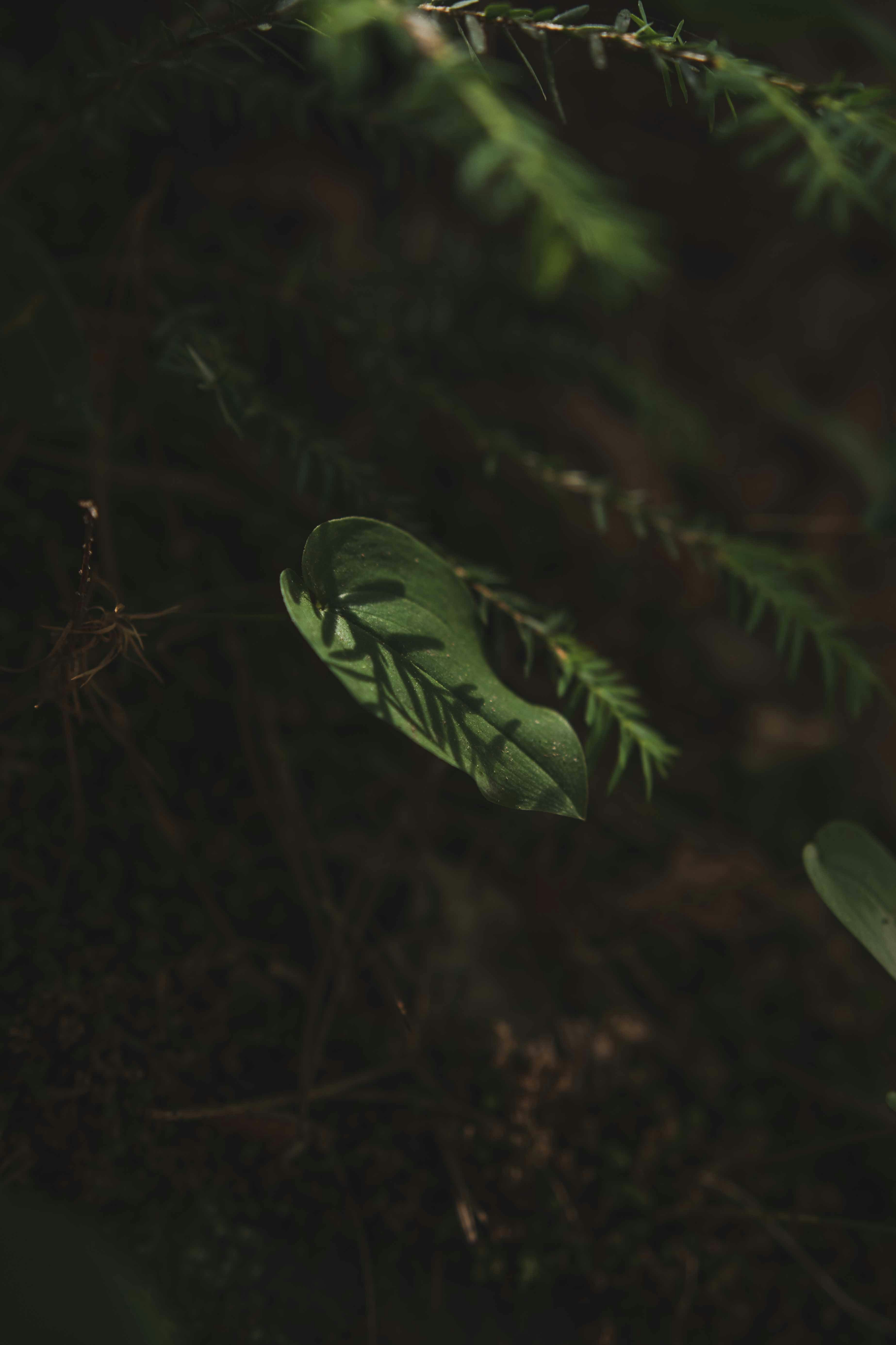 Emerald in the Gloom: a solitary leaf among shadowed ferns