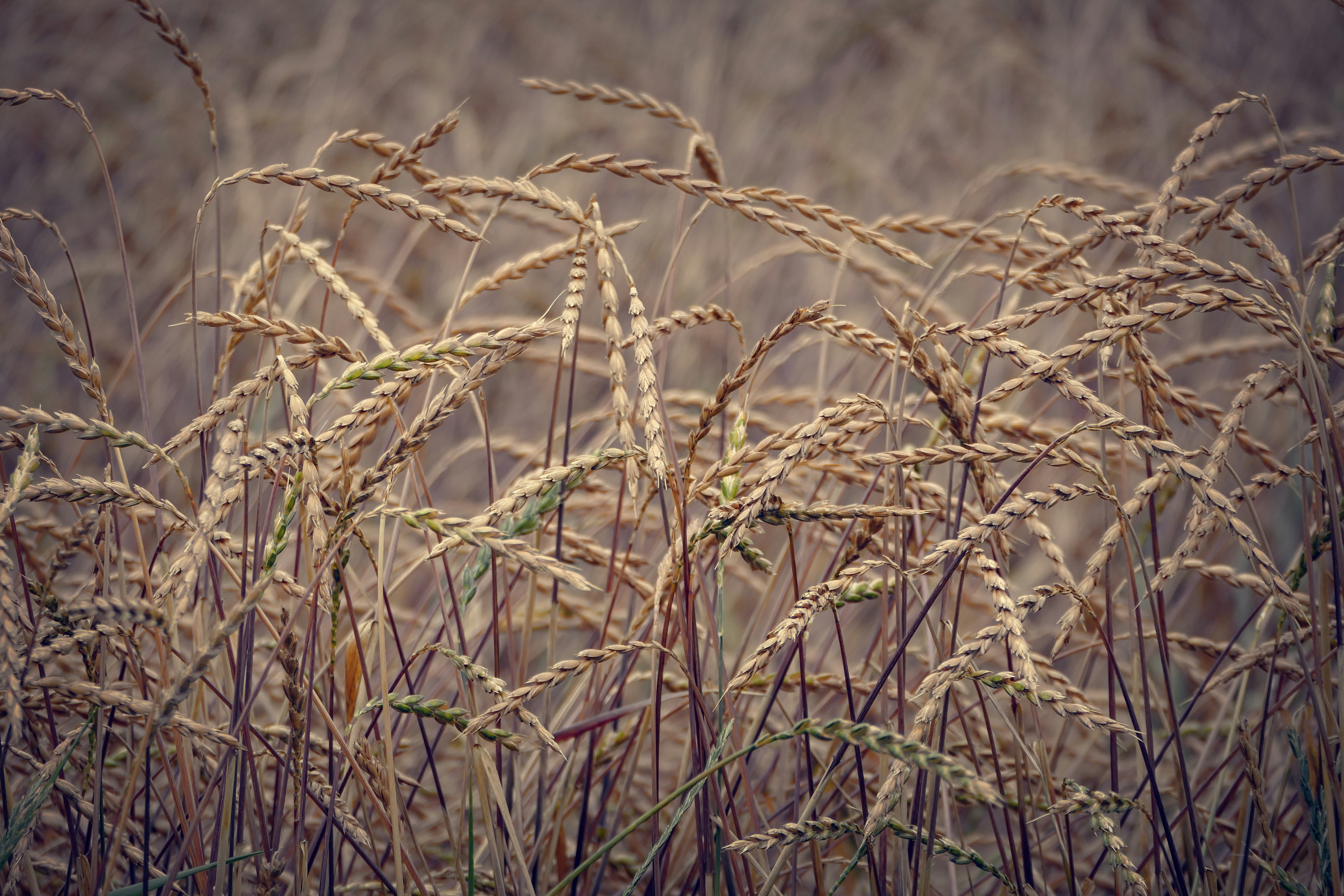 Golden grasses sway gently in a field, evoking early autumn tones.