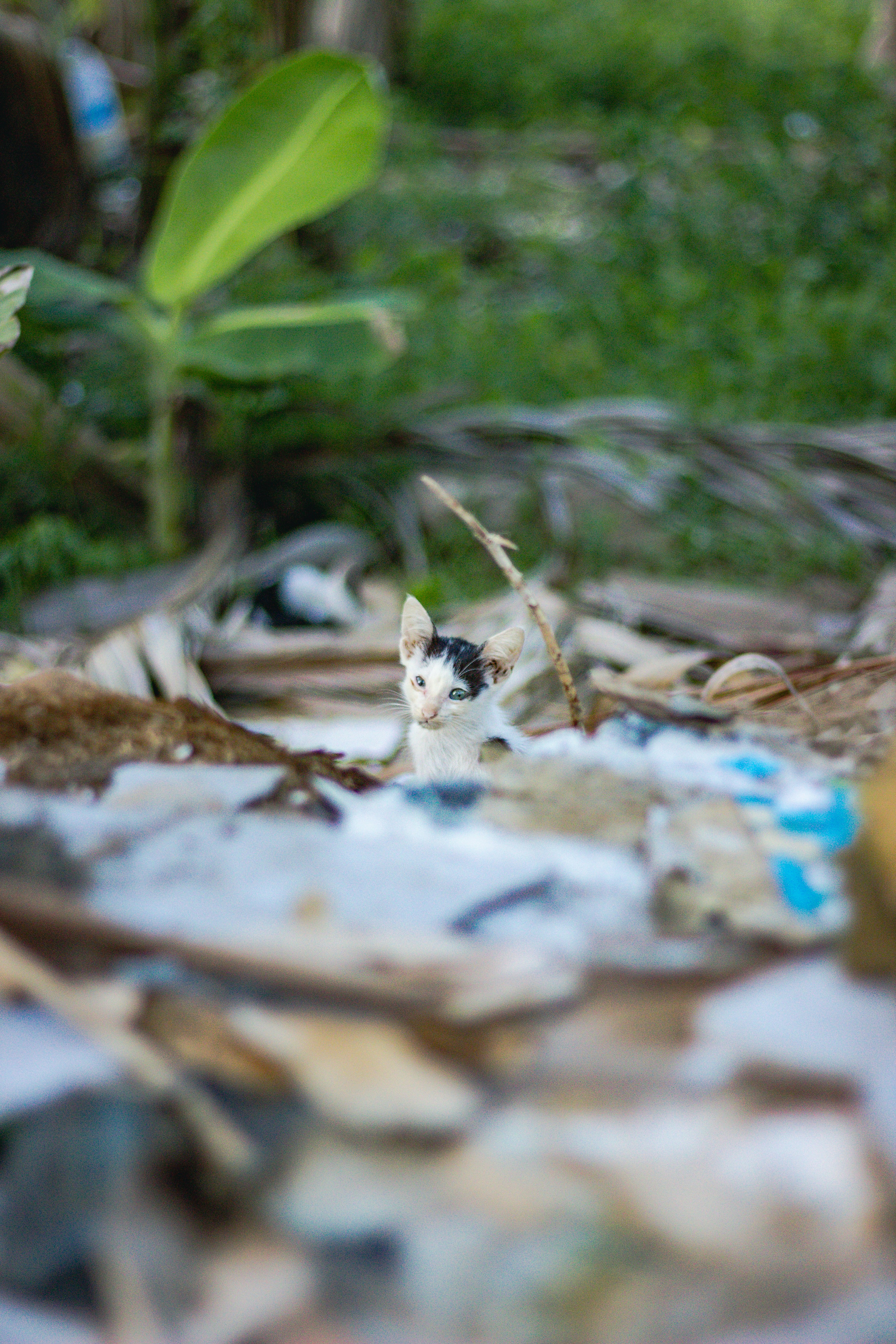 Curious Kitten Emerges from the Salted Debris along a Green Corridor