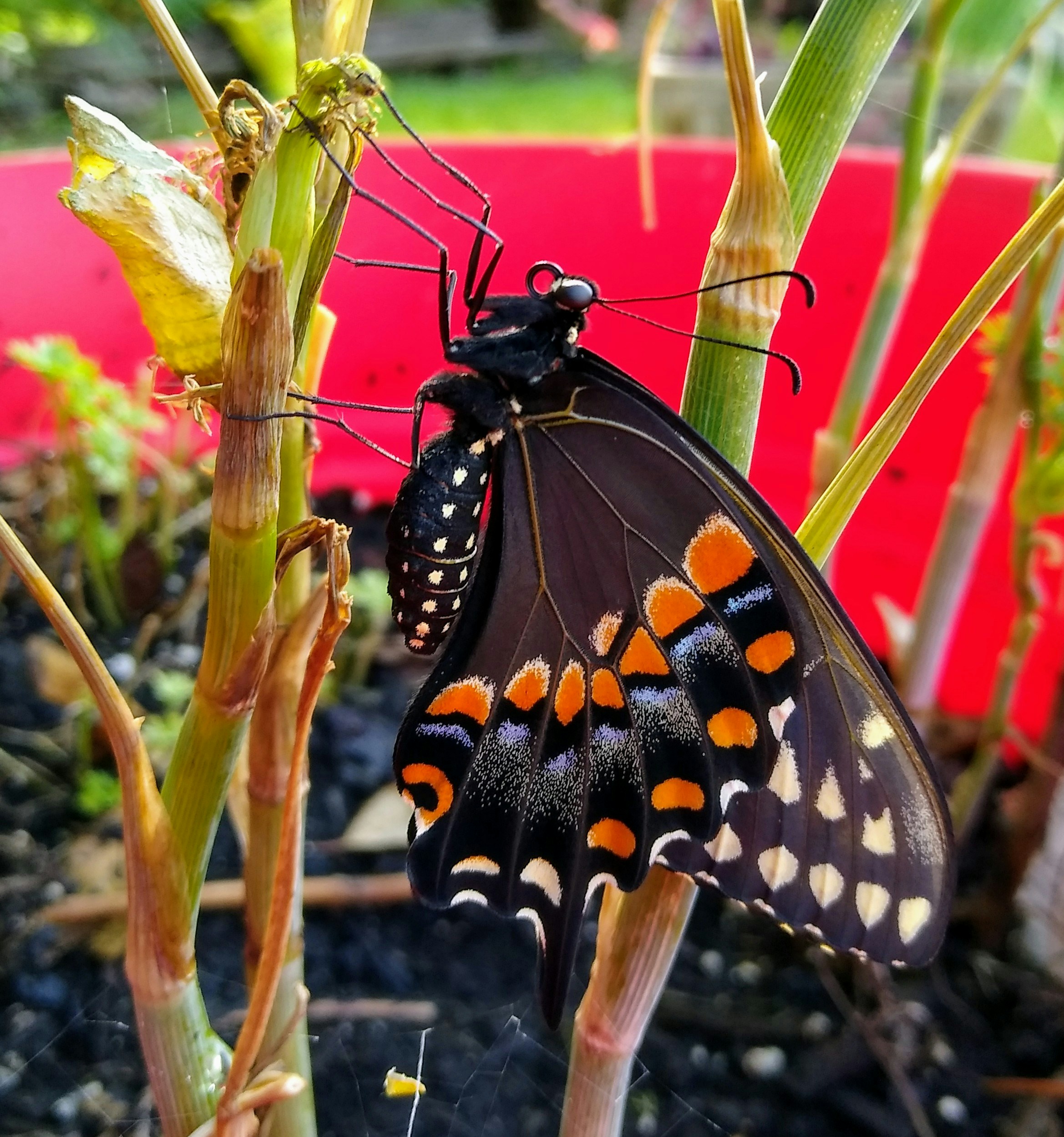A vibrant butterfly rests on a slender plant, showcasing intricate patterns and colors against a blurred red background.