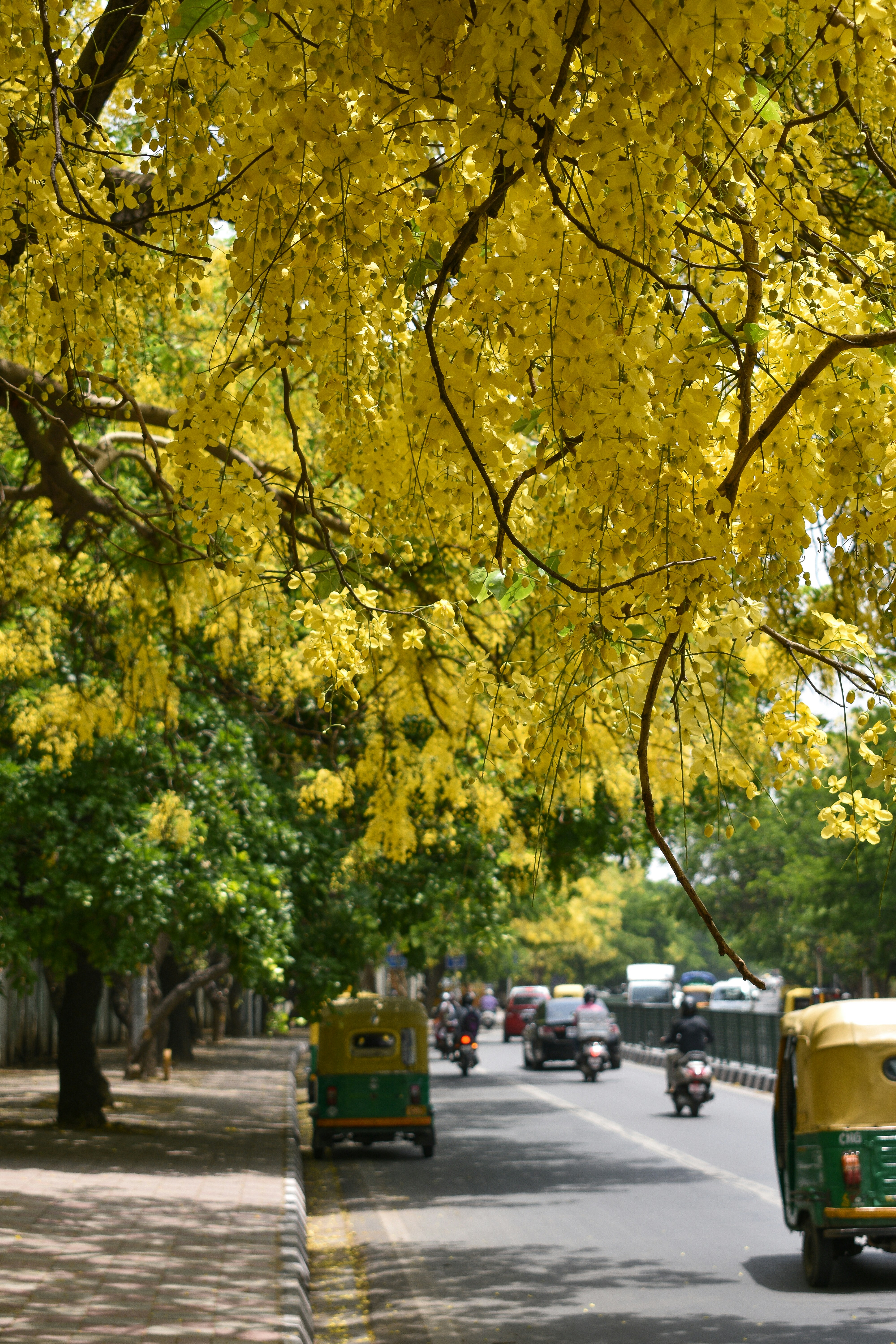 Golden Canopy Over a Busy City Street