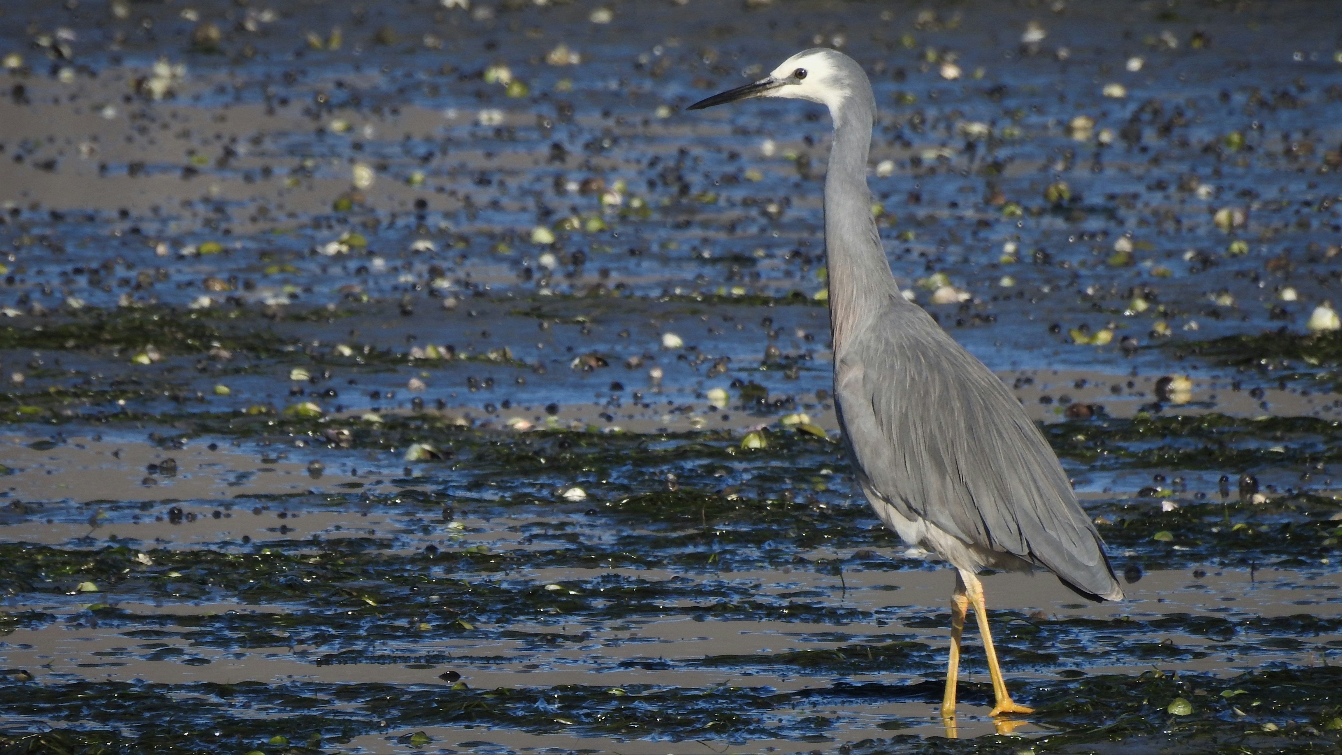 Striding Grey Heron Over a Tideswept Marsh