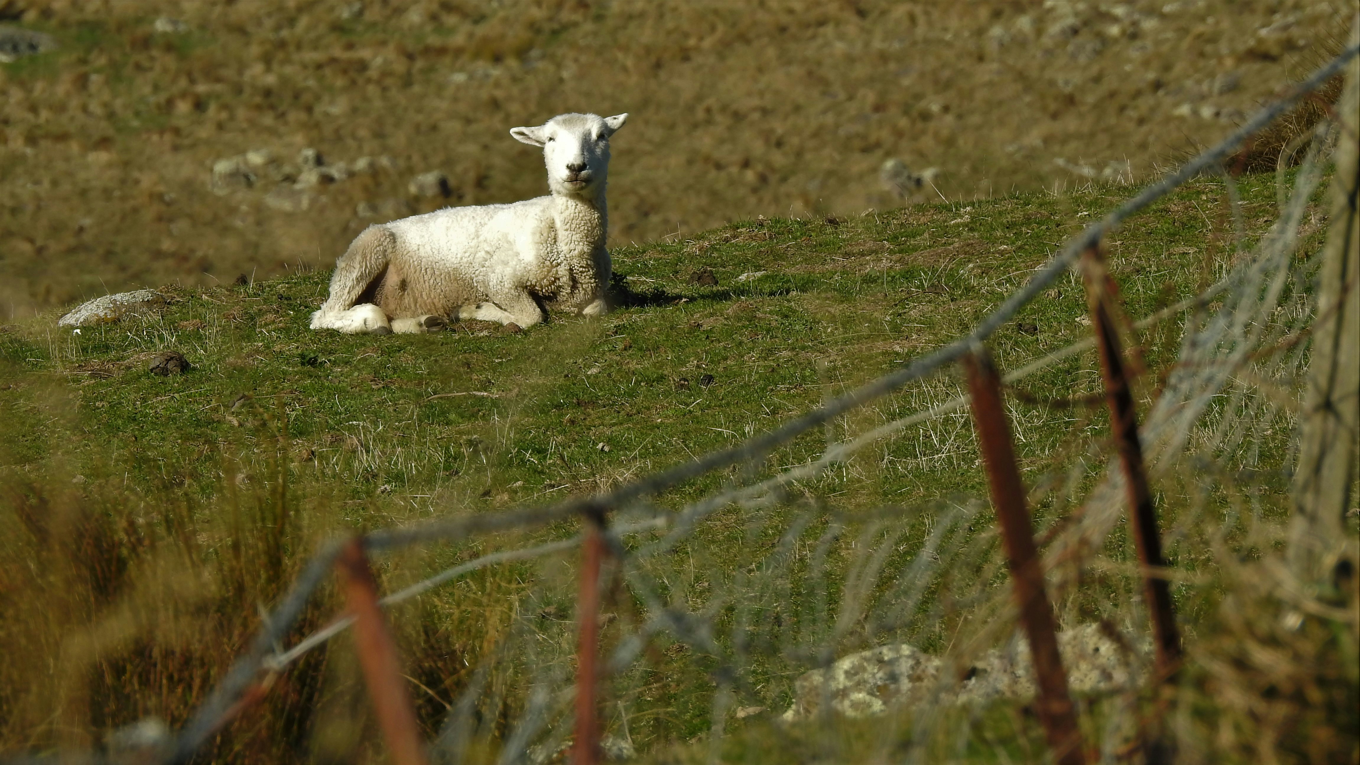 Solitary Ewe on a Sunlit Slope Framed by Weathered Fence