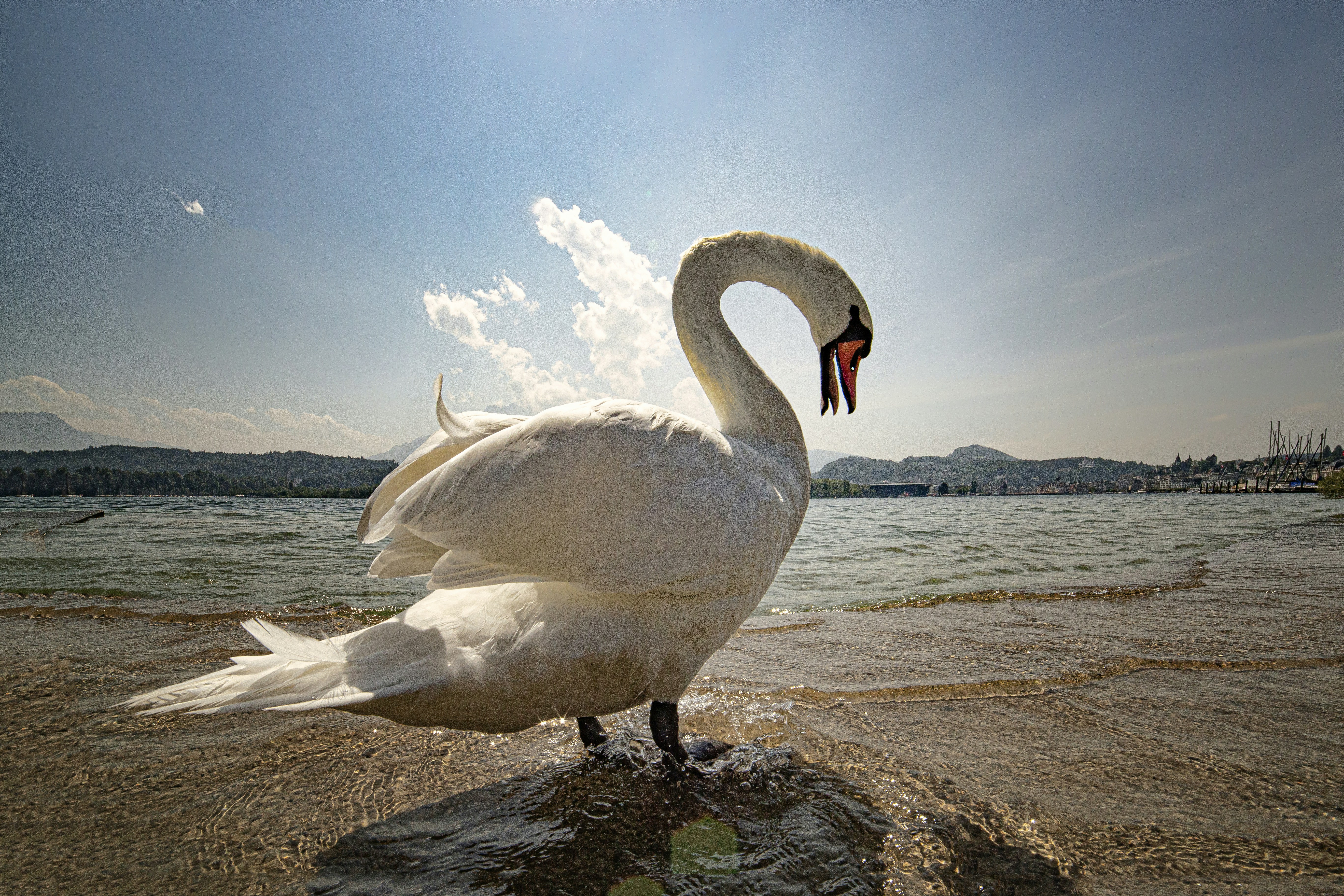 White swan on brown sand near body of water during daytime photo – Free ...