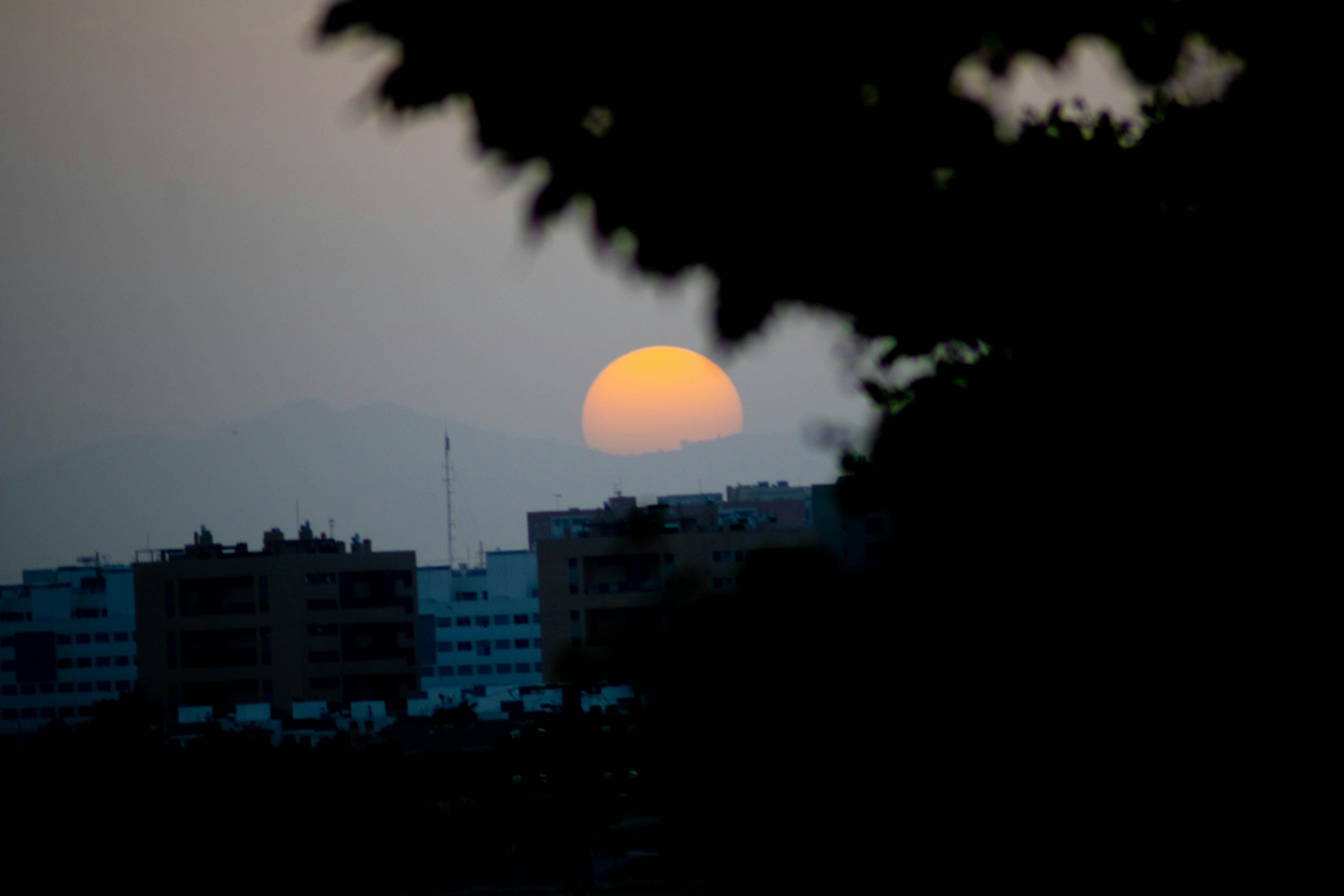 silhouette of trees and buildings during sunset
