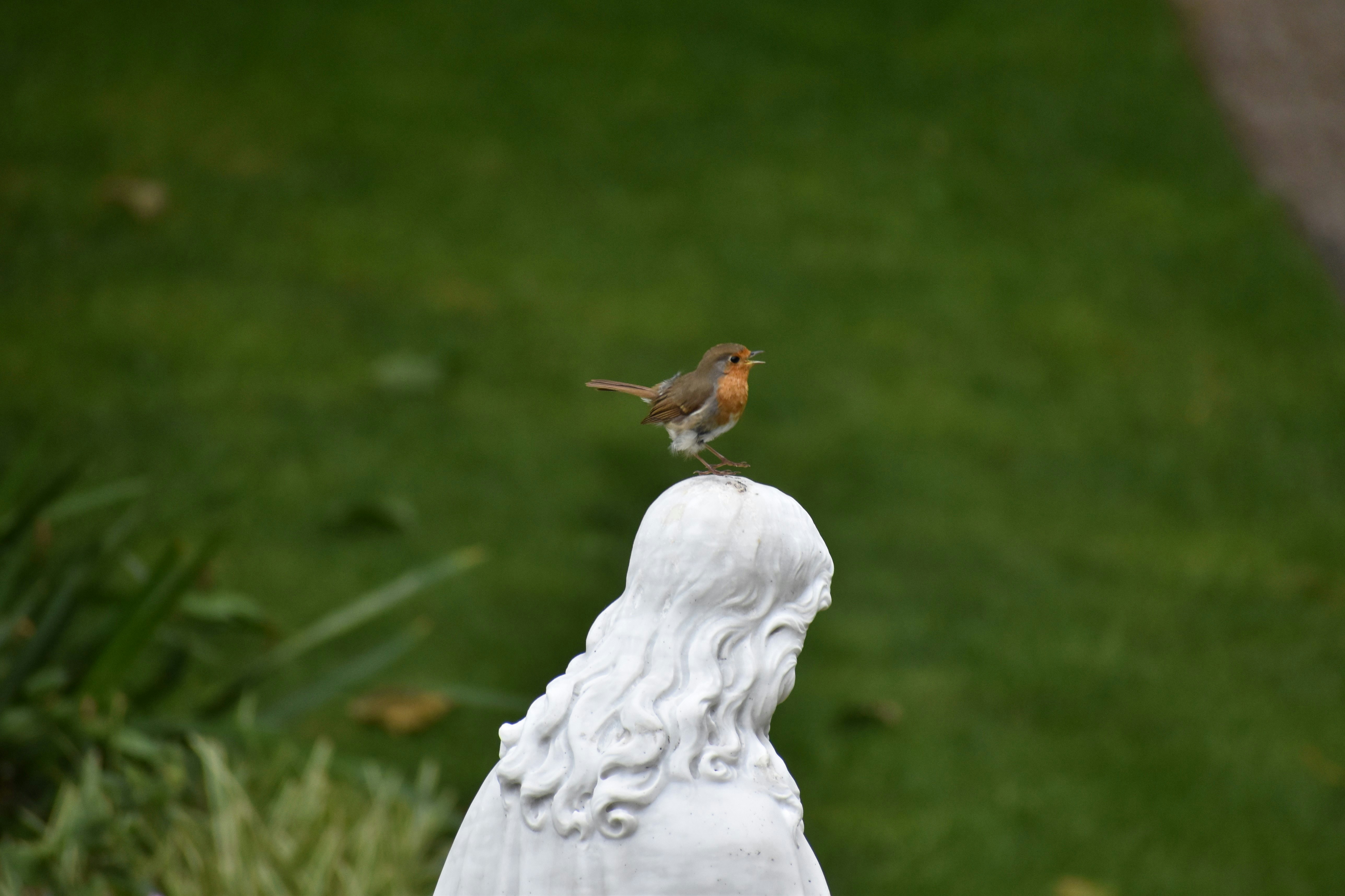 Perched in Quiet Gallery: A Tiny Robin on a White Sculpture