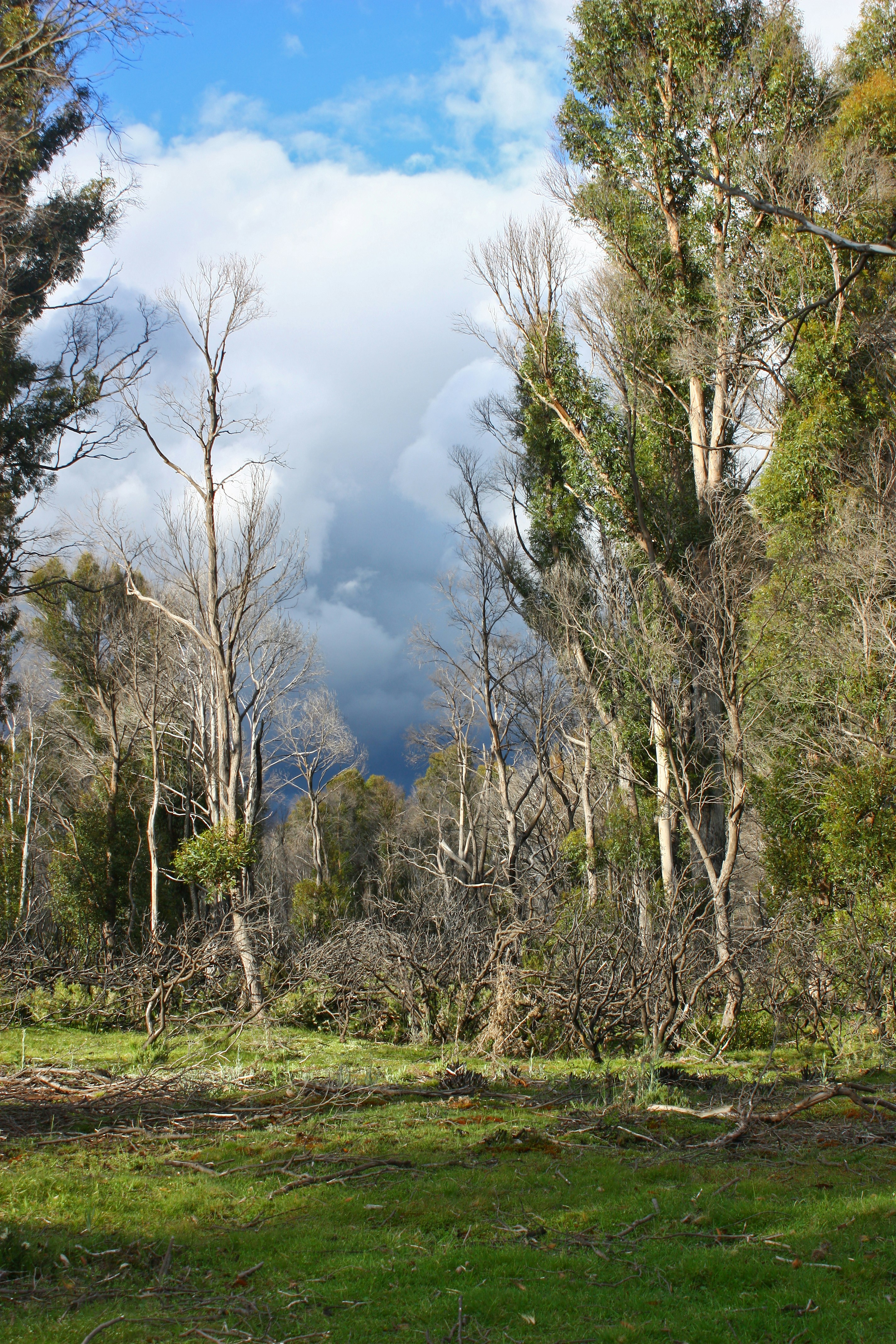 Thunder storm arriving over eucalyptus forest in Tasmania, AUS