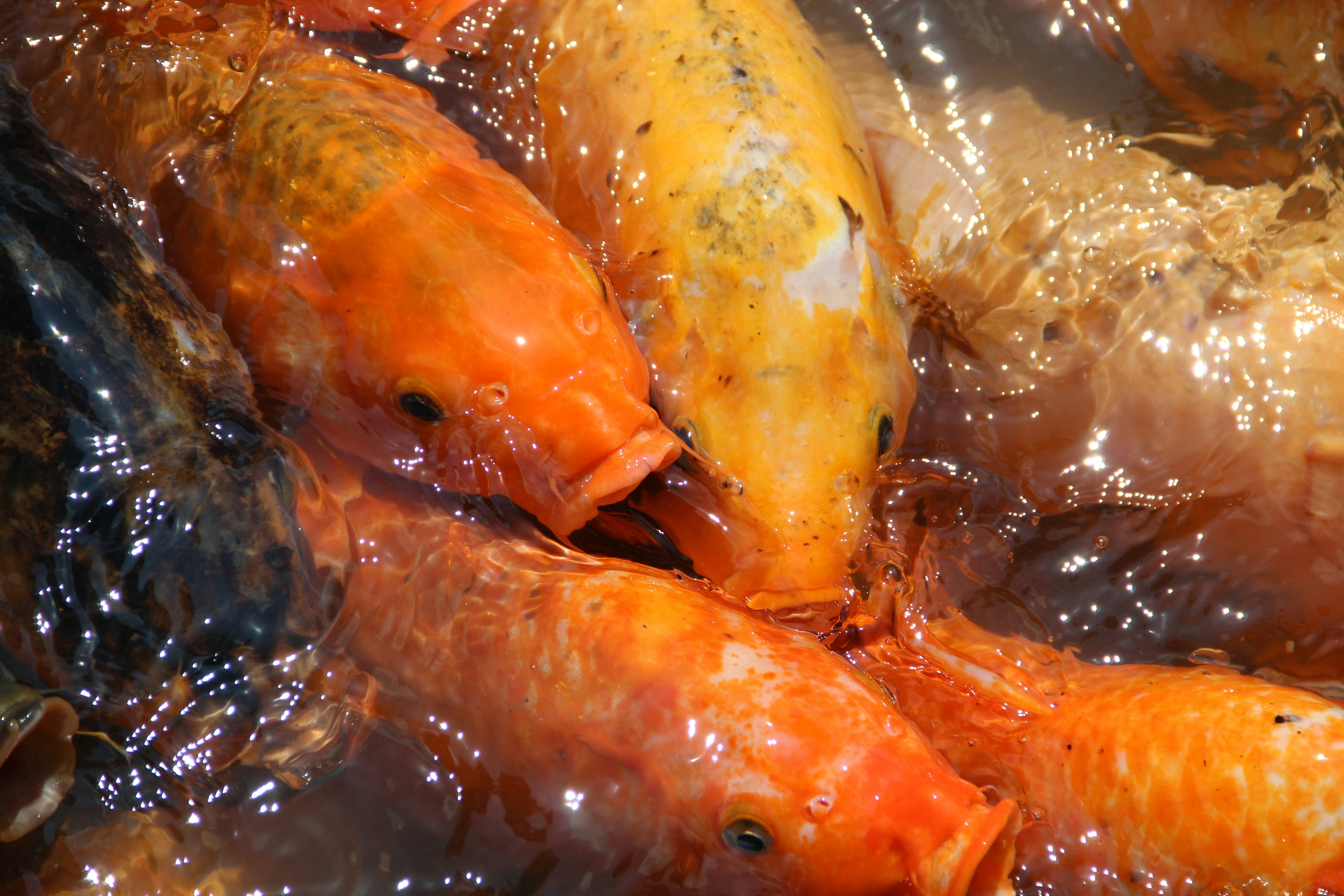 Vibrant koi swim in a sunlit, reflective pond, their orange bodies crowding together in a lively swirl. The image emphasizes the textures of slippery scales and the rippling water.