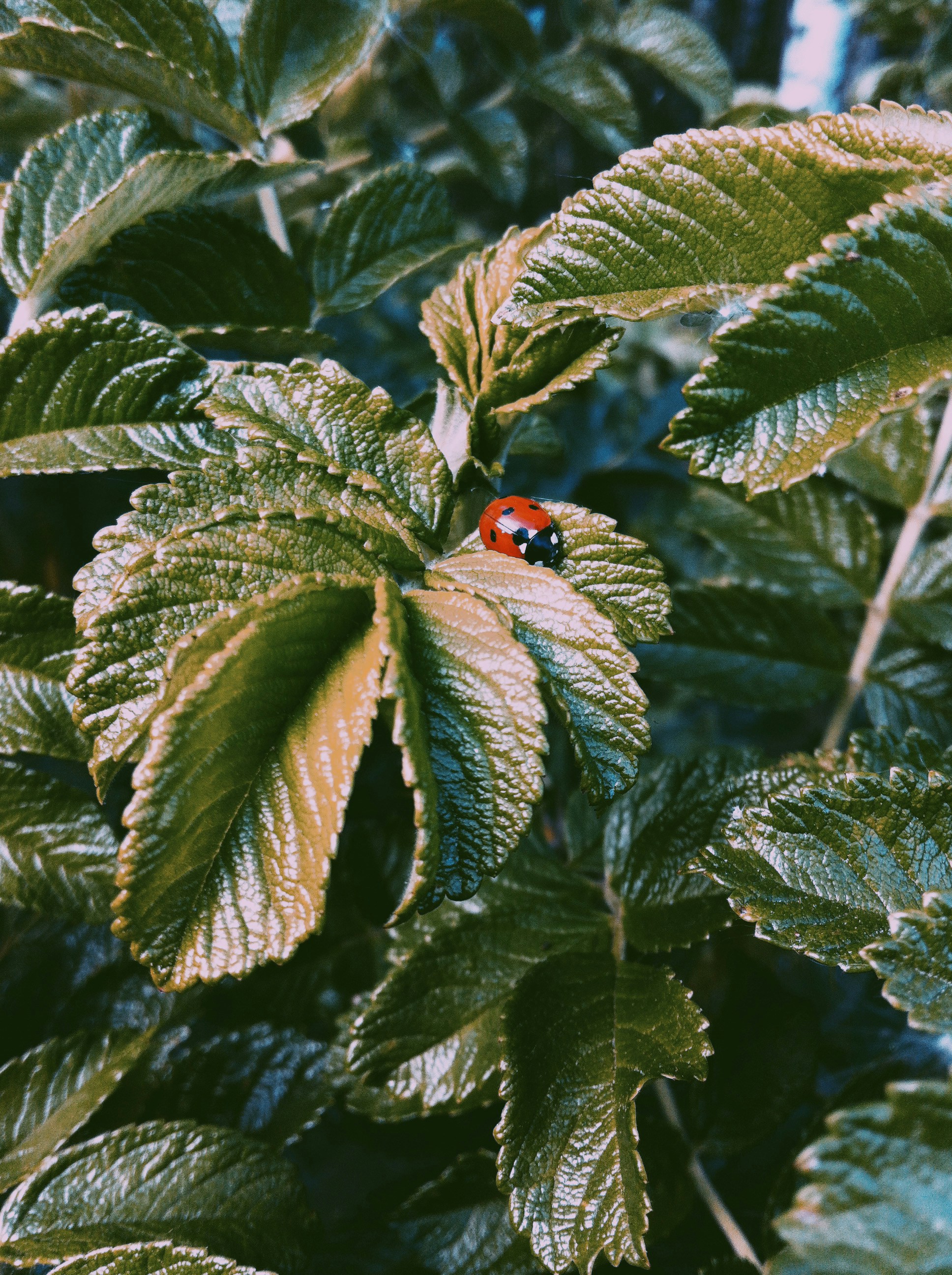 Close-up of a red ladybug on a veined leaf amid dense green foliage.