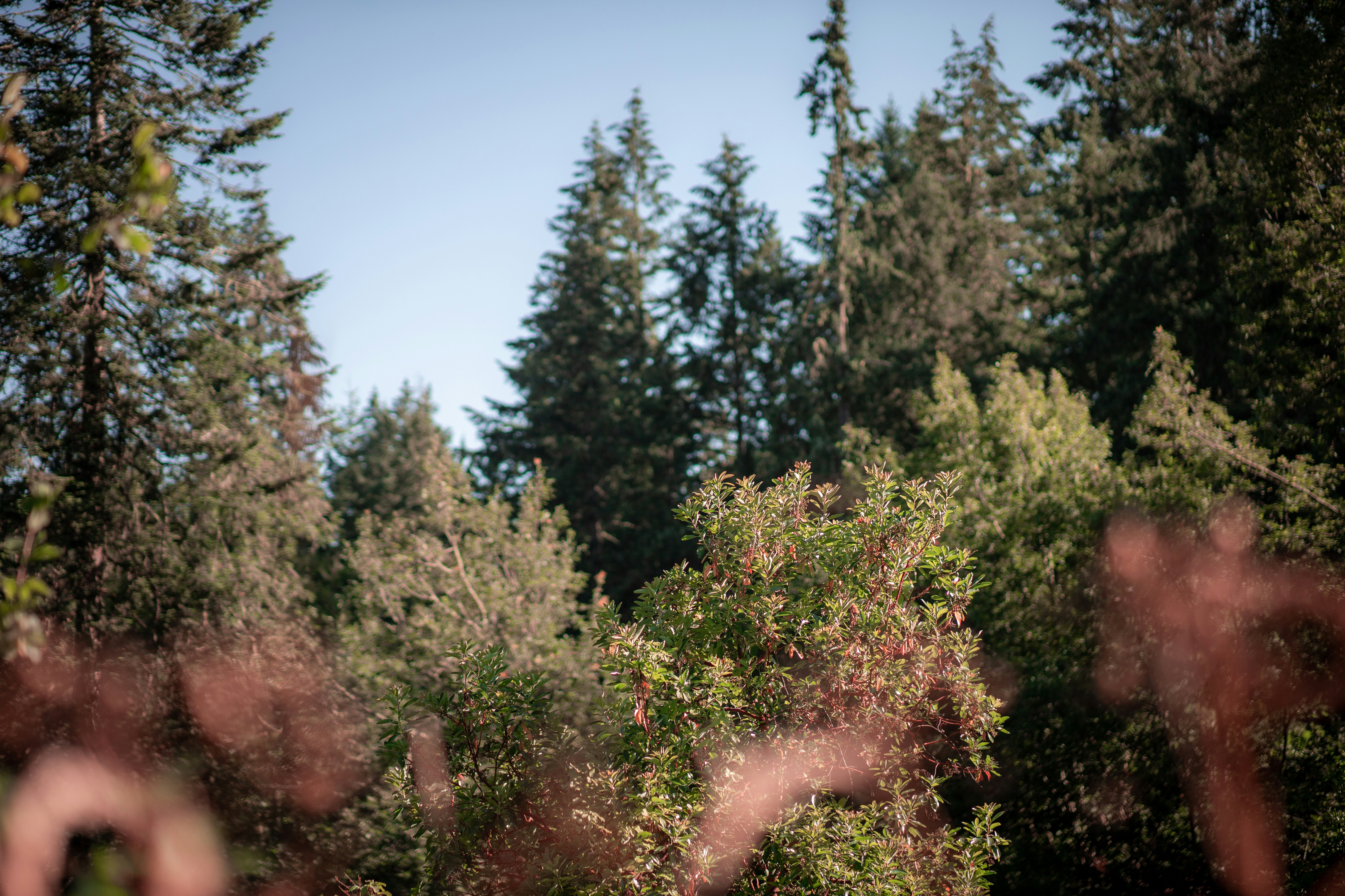 Lush green and brown trees stand tall under a clear blue sky.