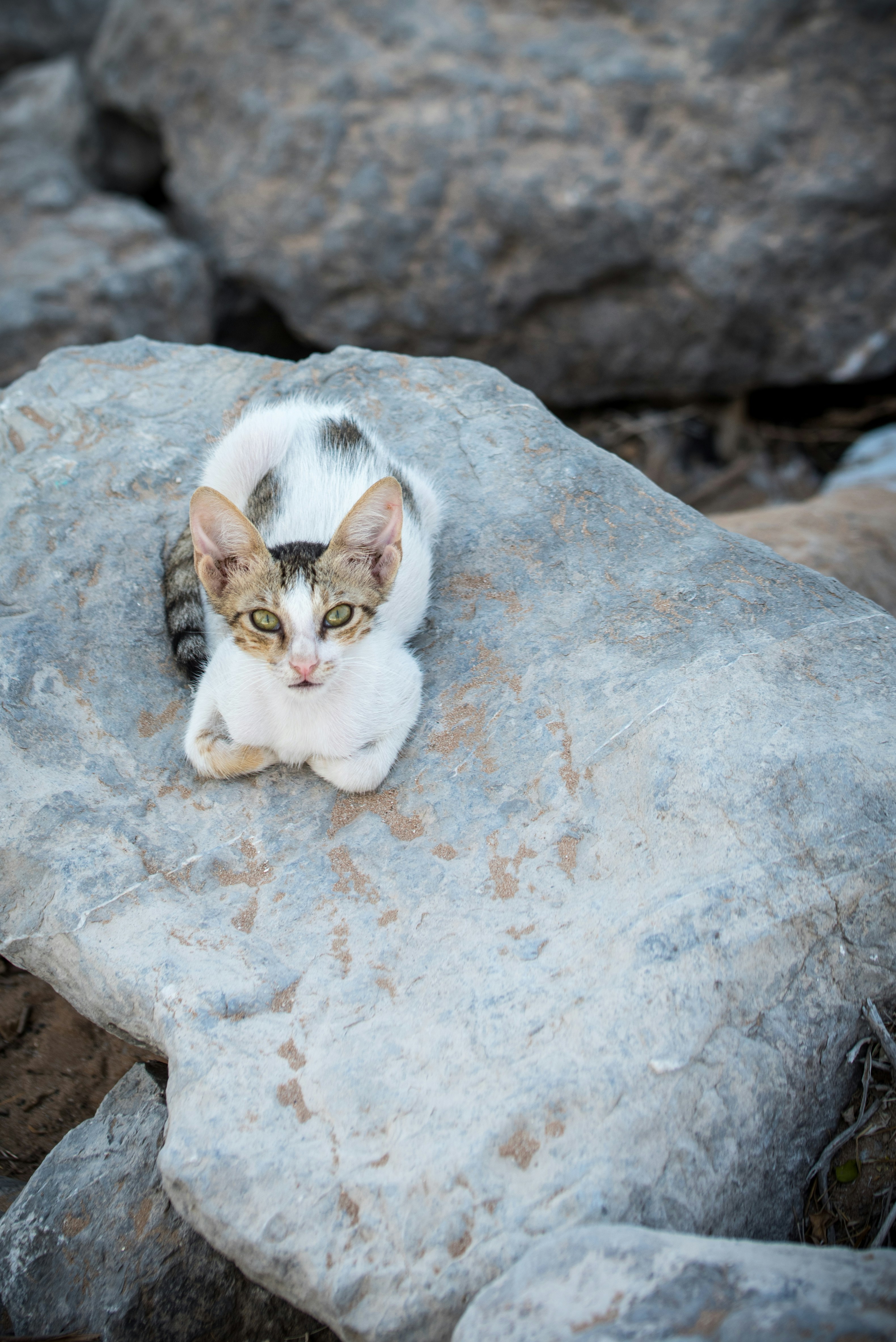 A curious cat rests on a large rock, its gaze fixed intently ahead, surrounded by rugged stone textures.