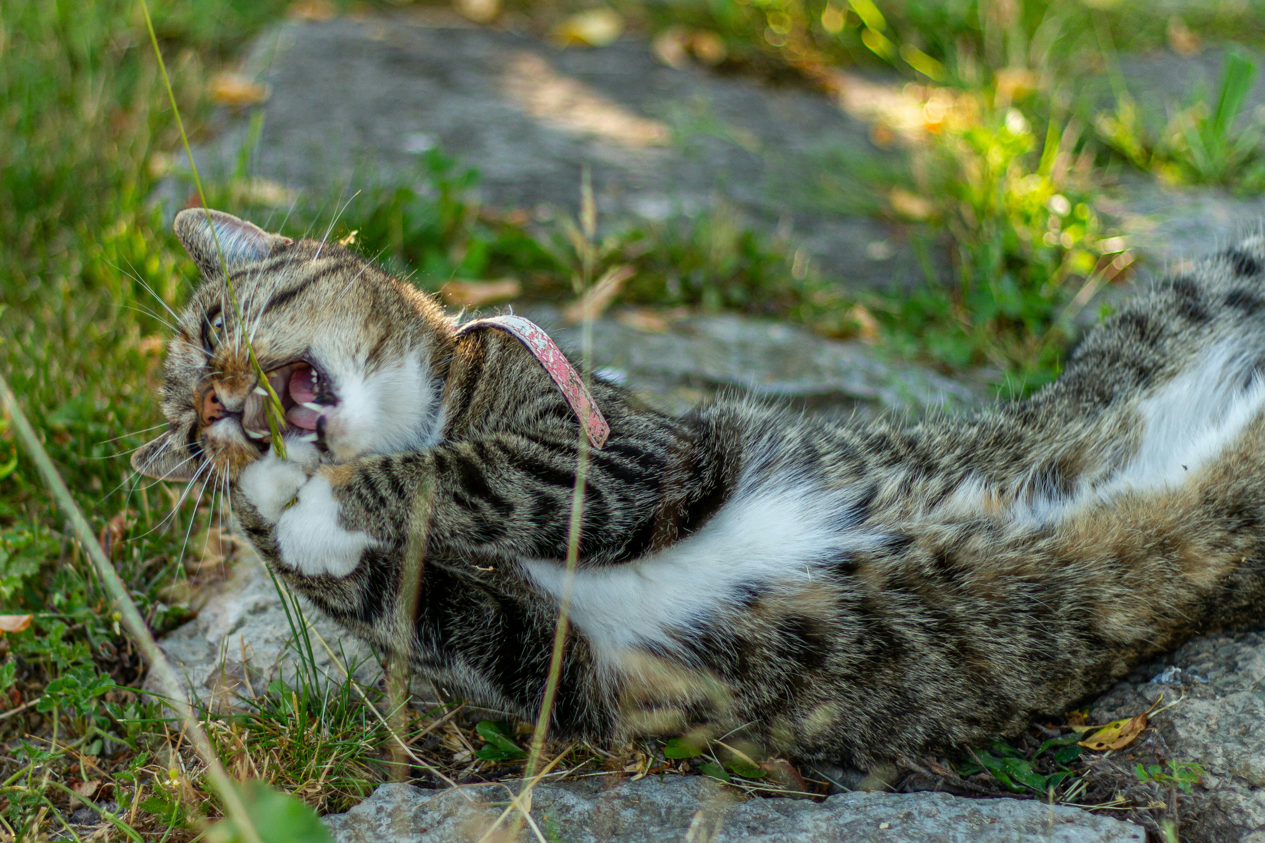 A playful cat rolling on the grass, engaging with a piece of grass while showcasing its playful demeanor.