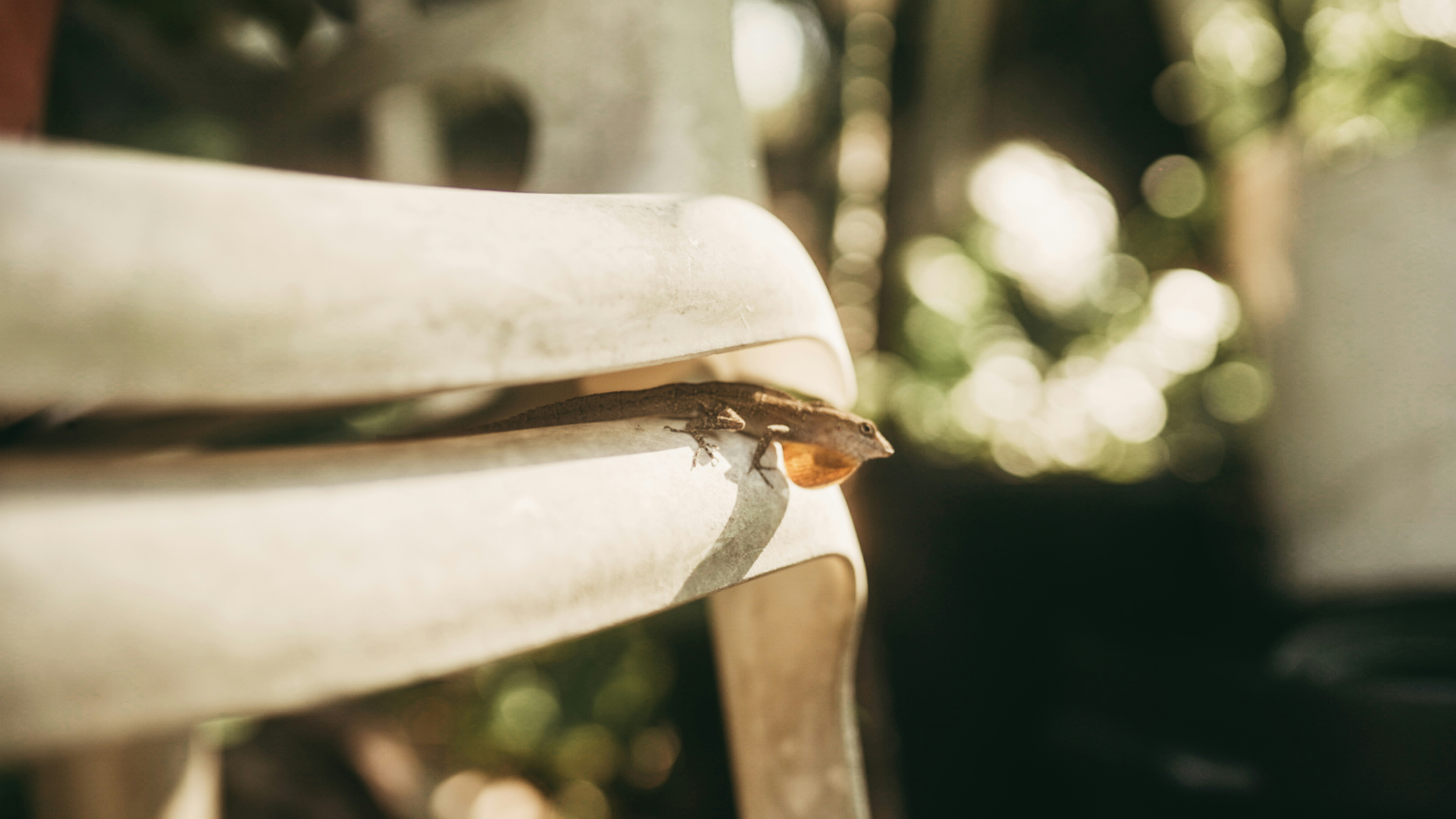 Tiny Climber on a Sunlit Railing: A Snail's Patient Ascent