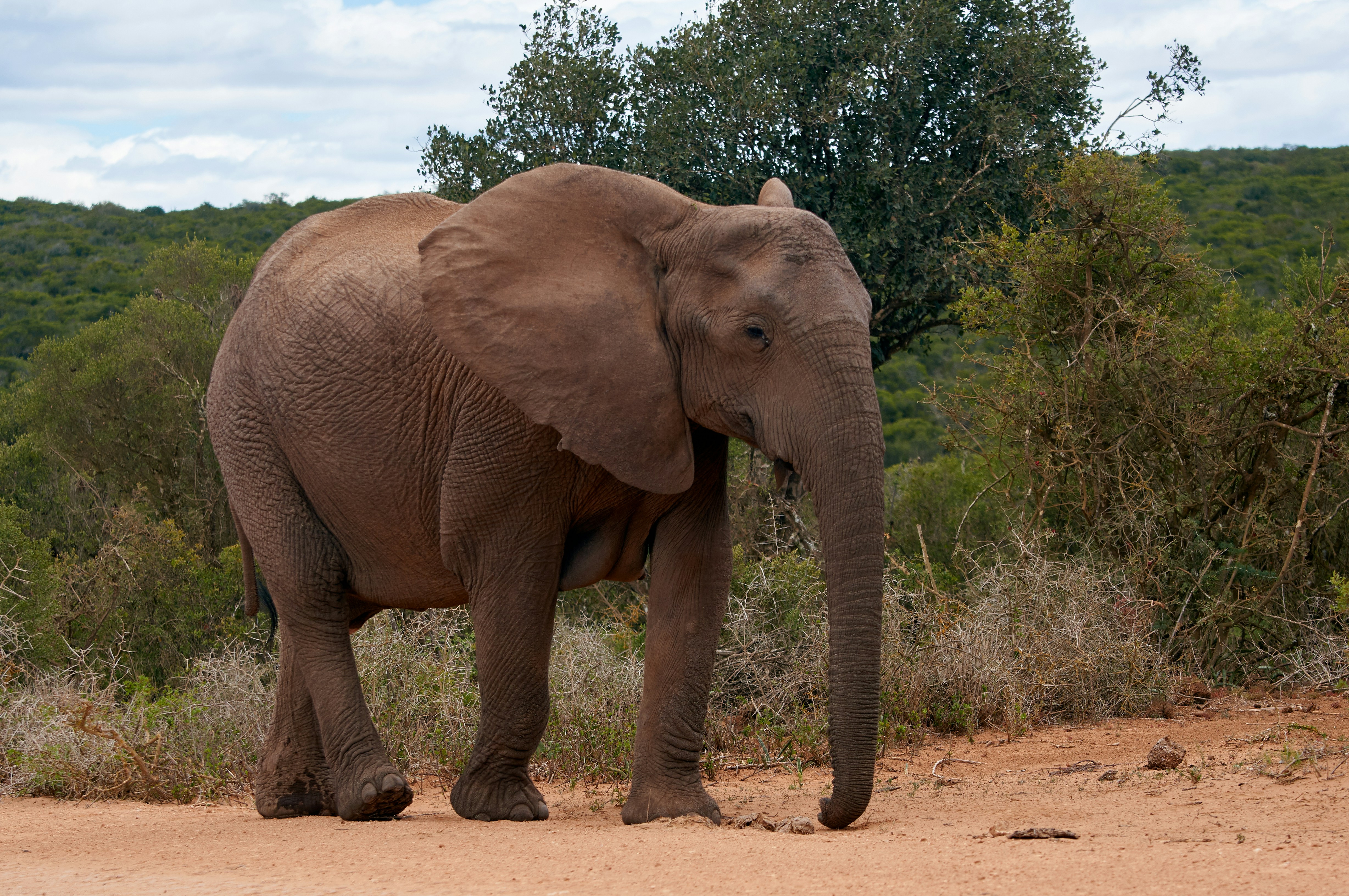 Brown elephant walking on brown dirt during daytime photo – Free Animal ...