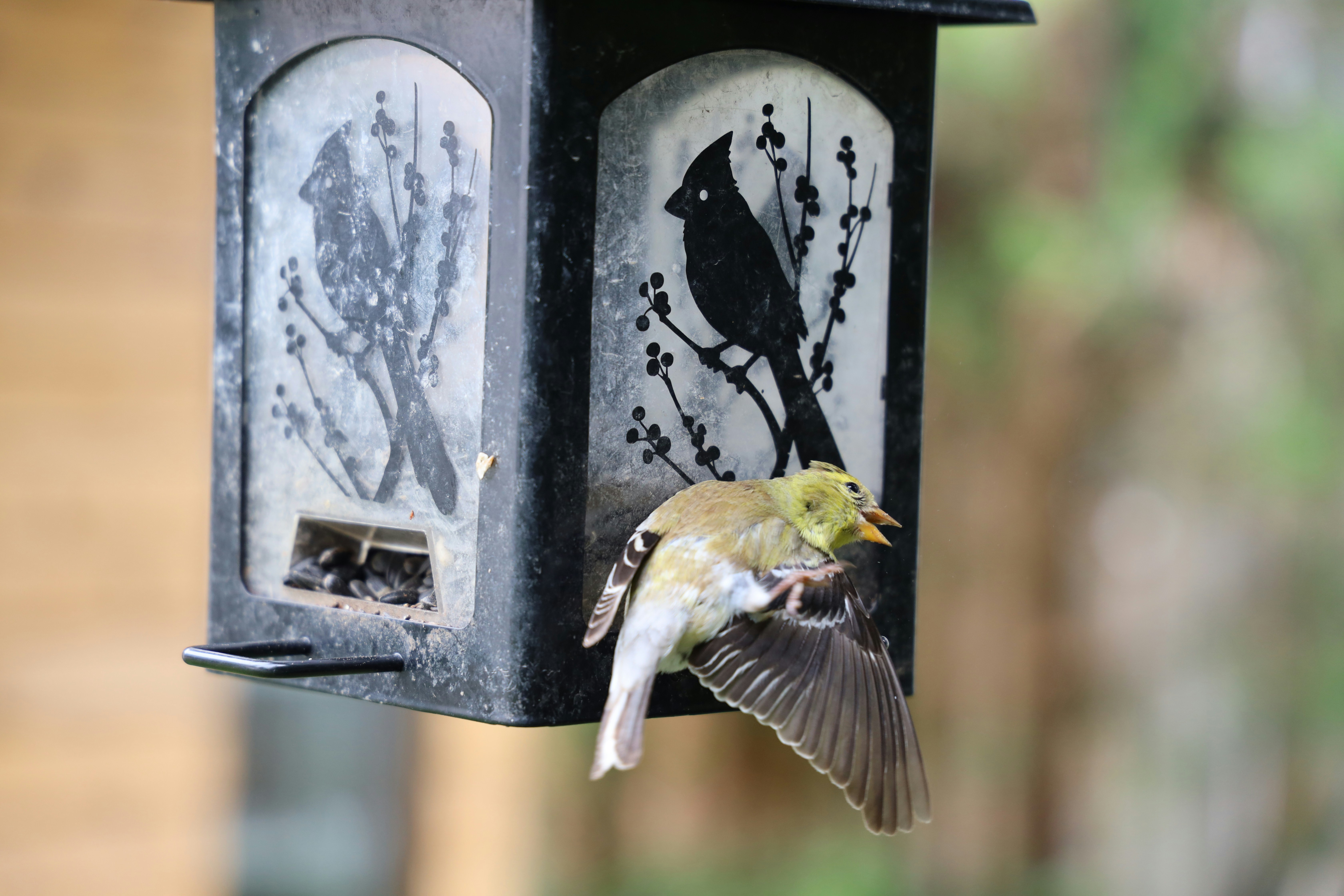 Yellow Warbler Graces a Silhouette-Patterned Feeder in Spring Light